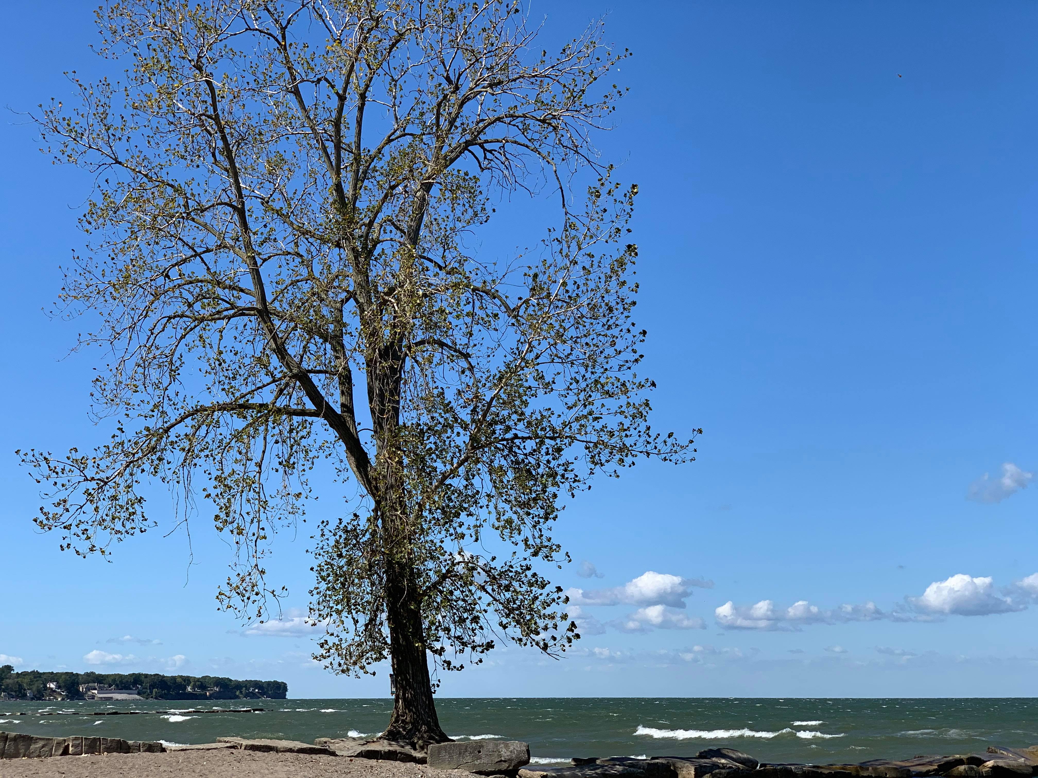 Huntington Beach says goodbye to iconic shoreline tree - cleveland.com