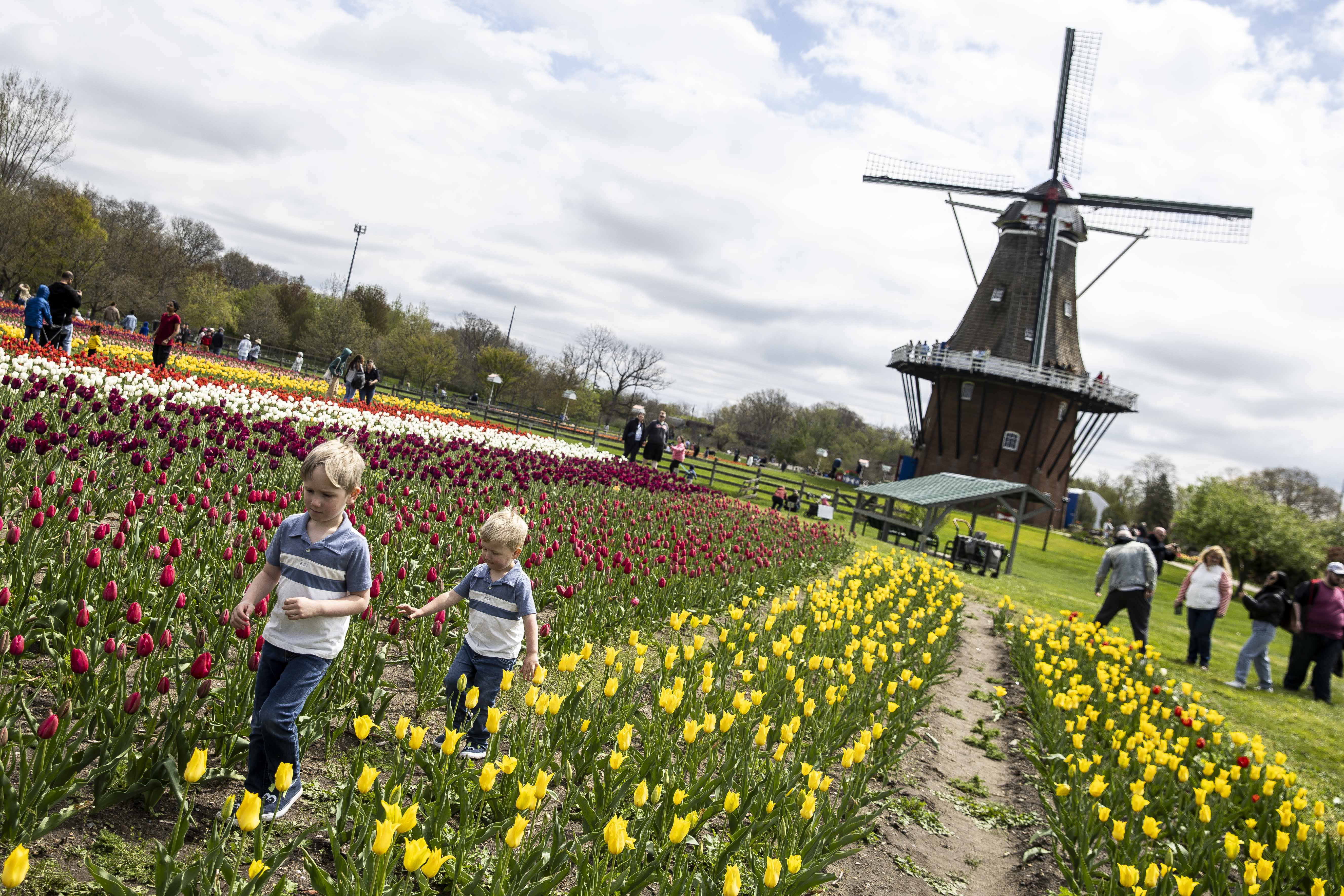 Tulip Time
