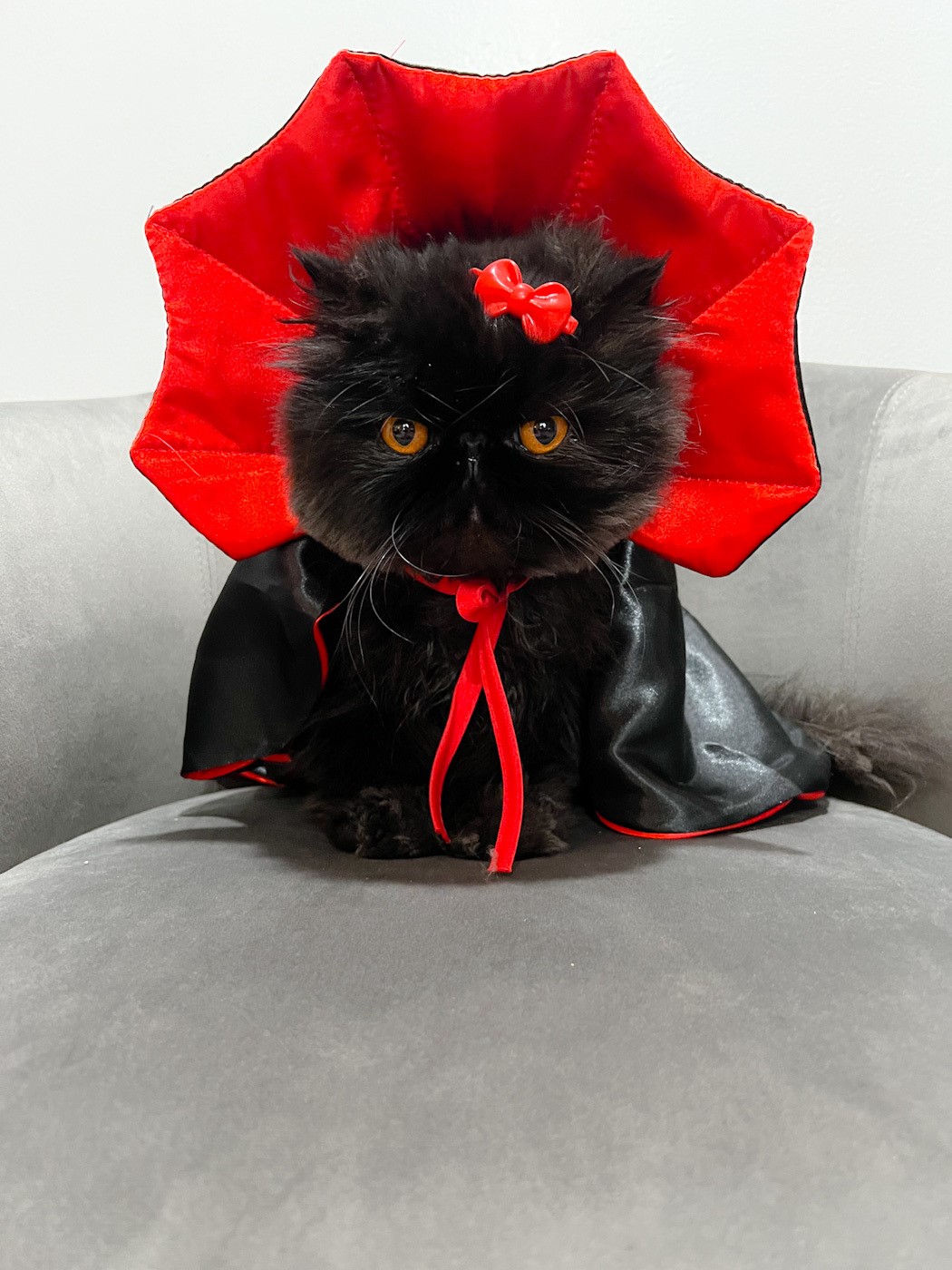 Best pet Halloween costume photo contest - cleveland.com