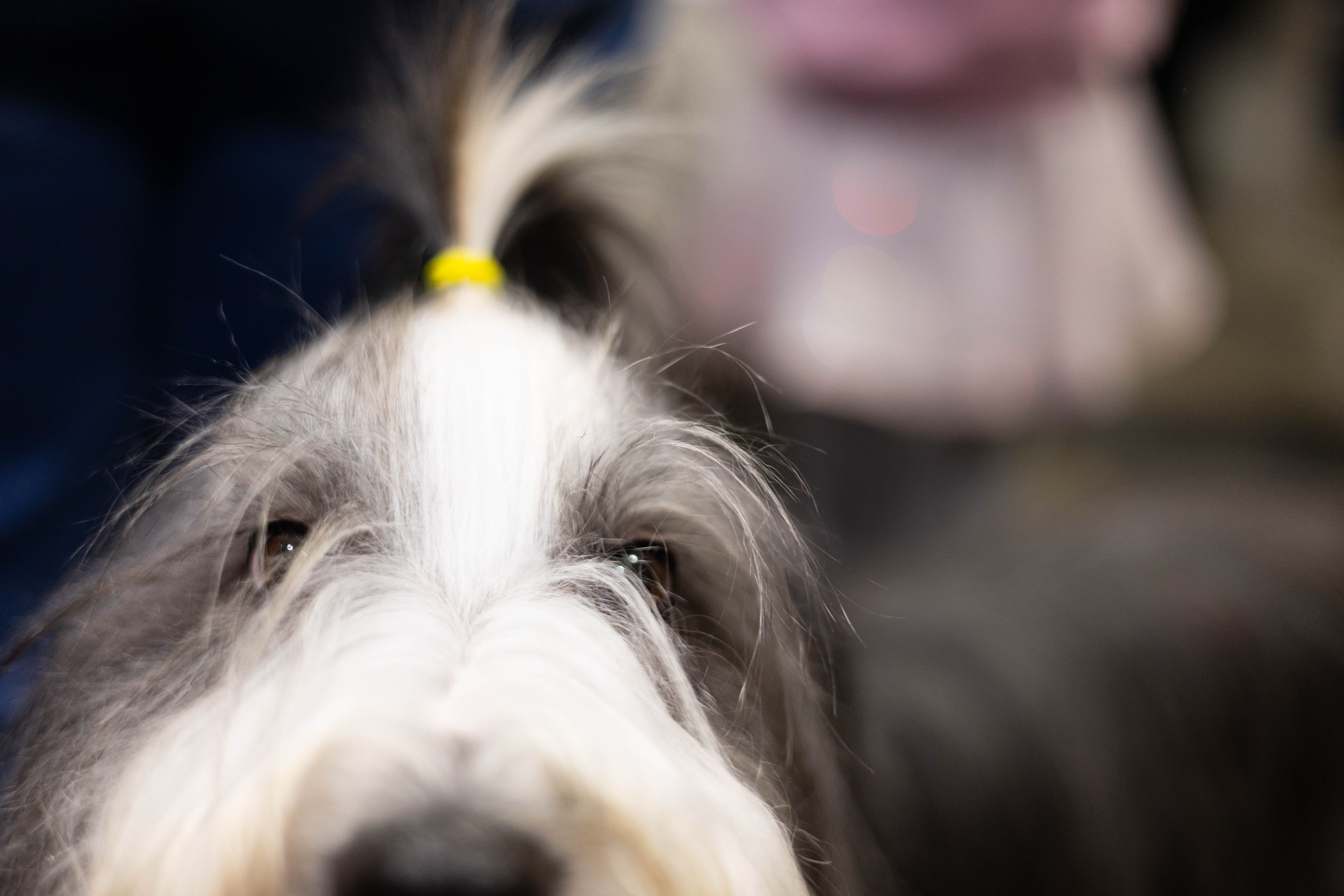 Rose City Classic Dog Show 2026 - oregonlive.com