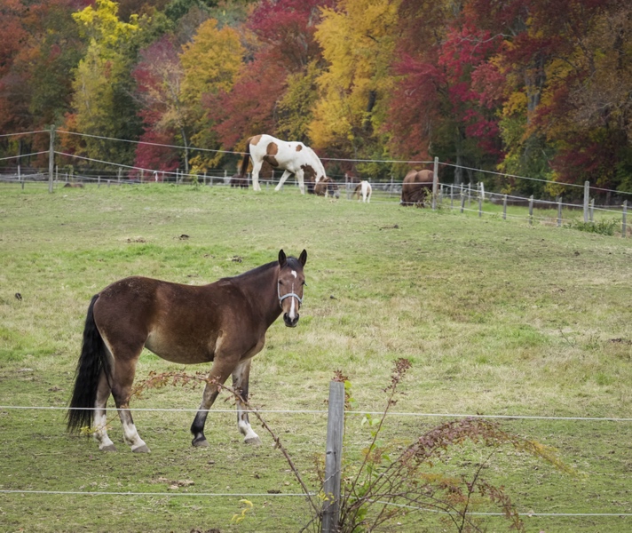 Fall Foliage Time in Western Massachusetts - masslive.com