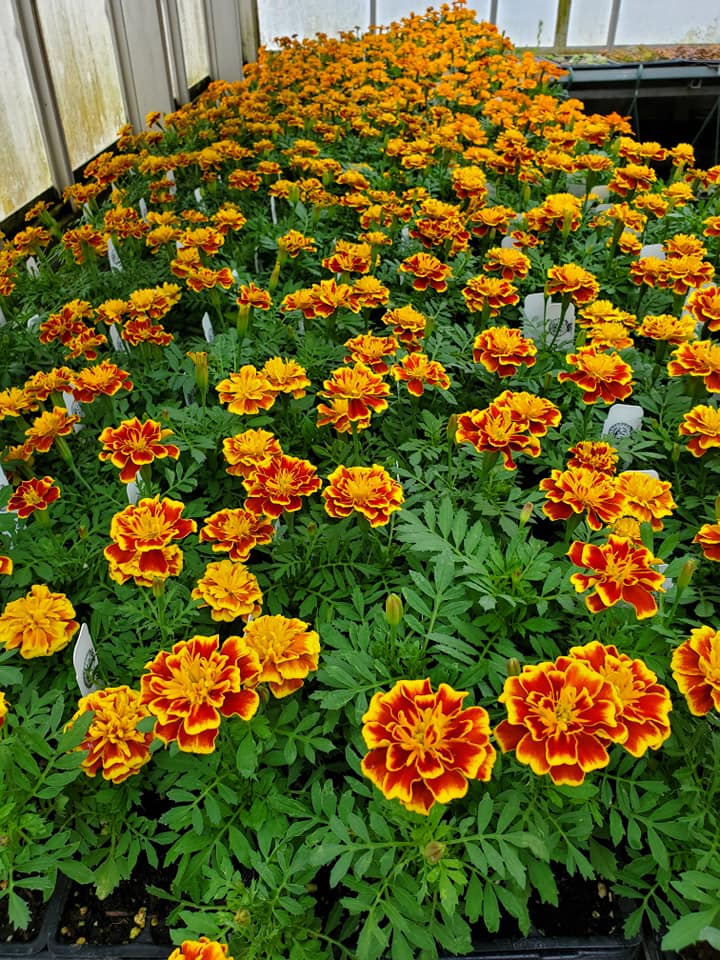 Jackson Area Career Center to host annual plant sale - mlive.com