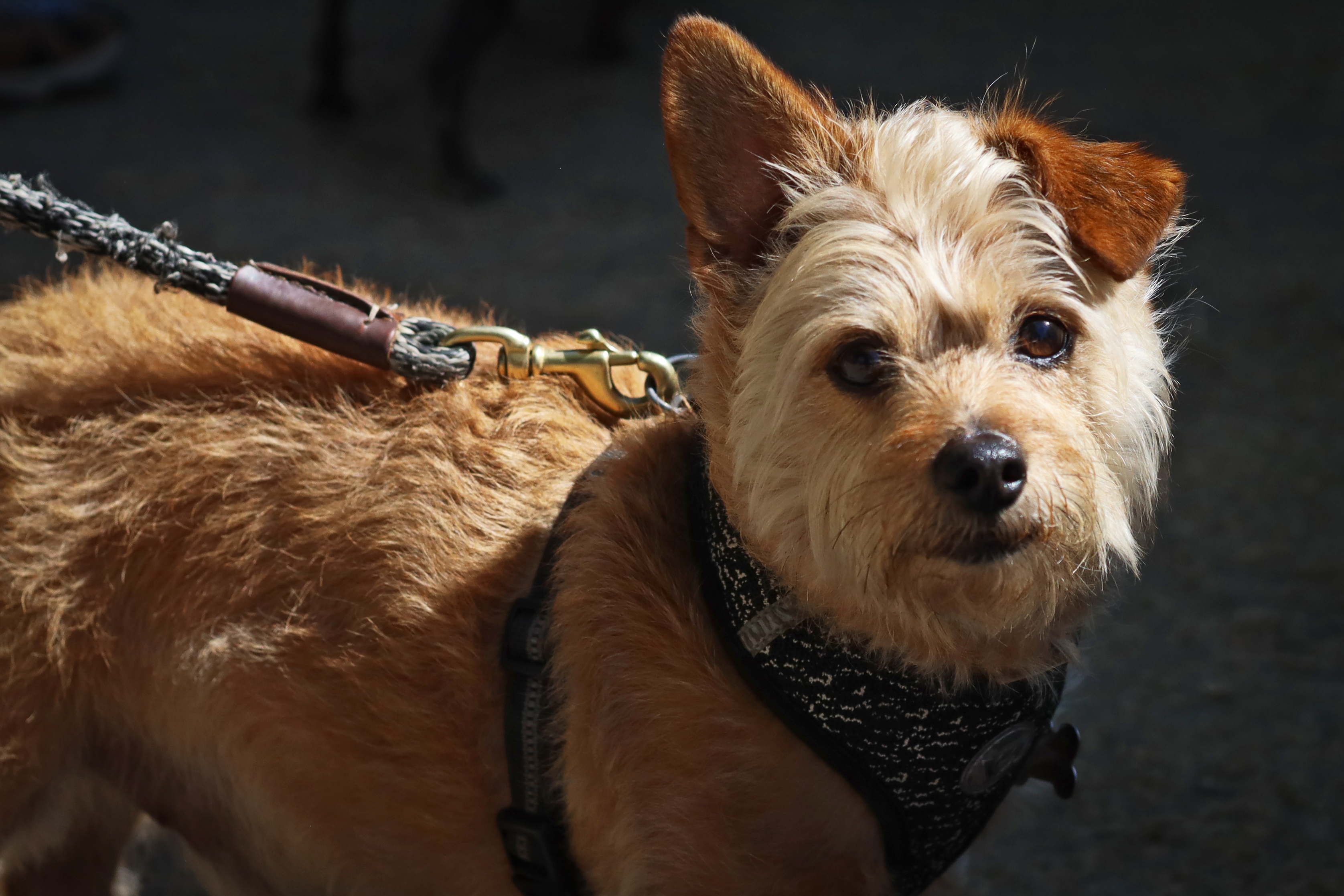 Oregon Humane Society Doggie Dash 2025 - oregonlive.com