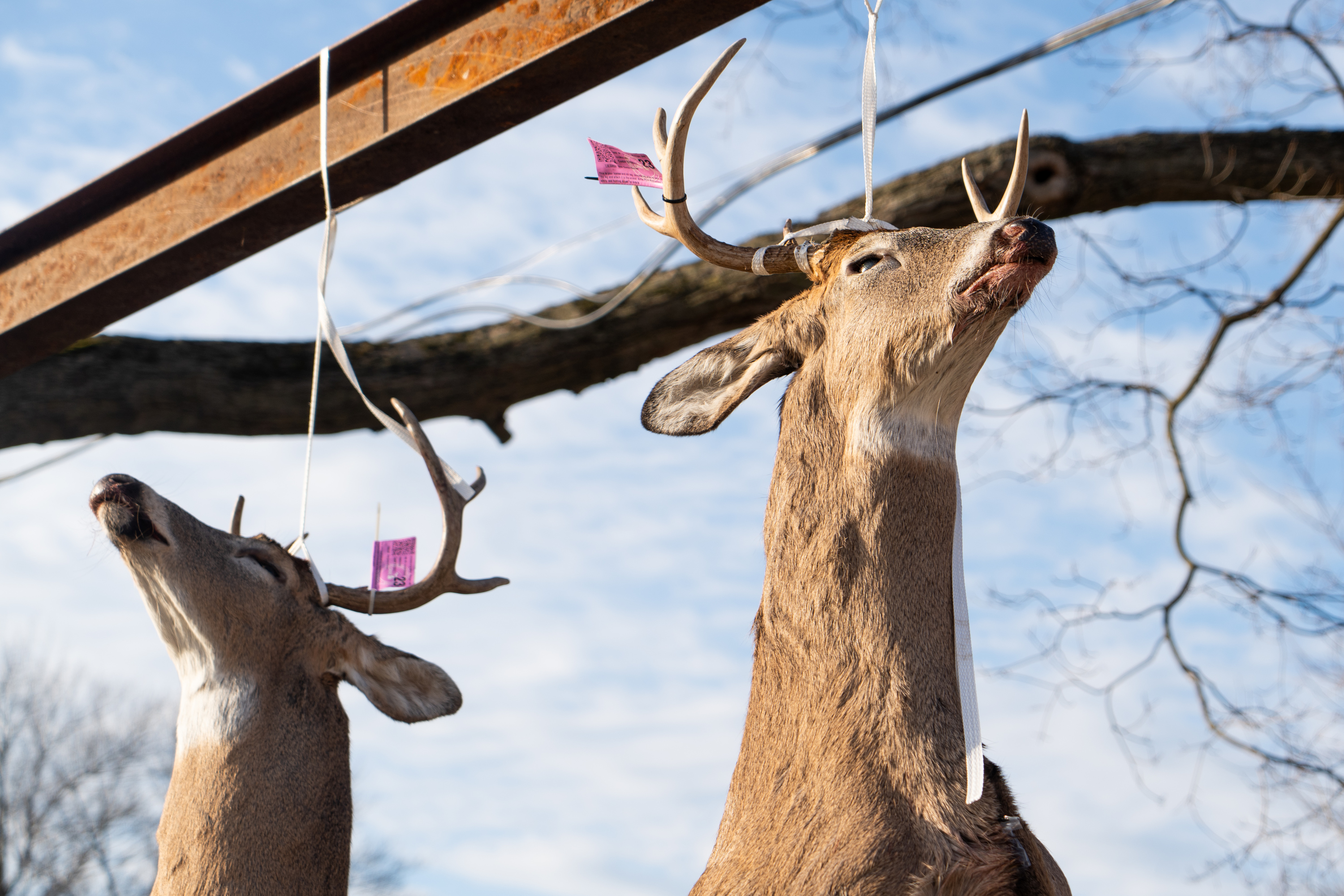 Hunters make their way to the buck poles on opening day - mlive.com