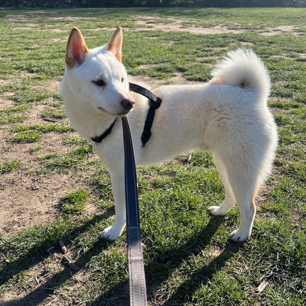 Beautiful days and loving pets can make everything better. Meet your ...