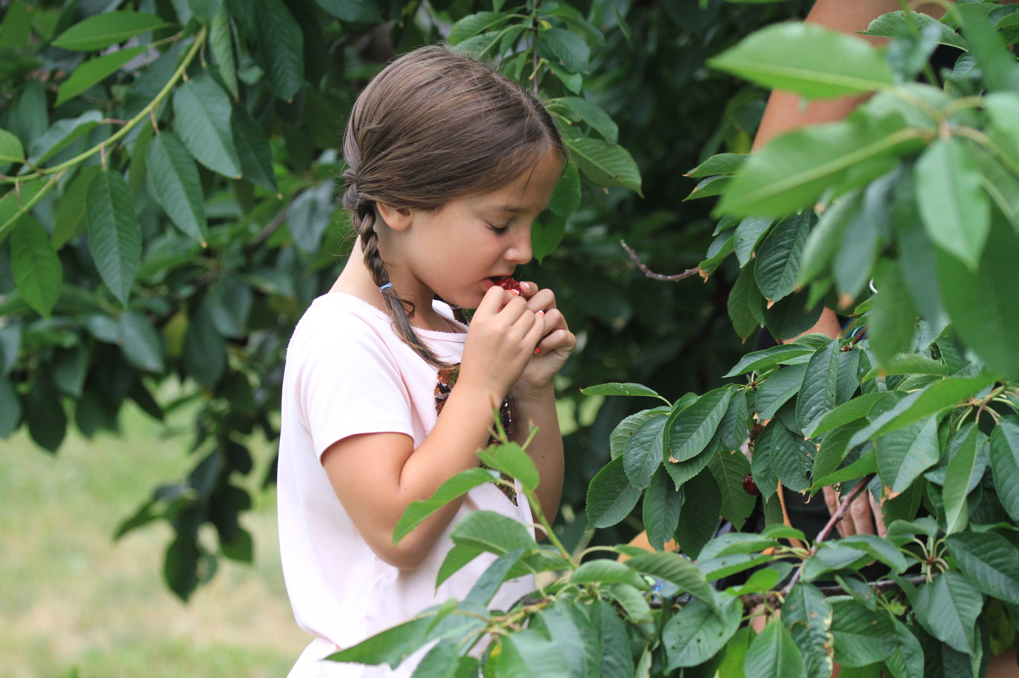 Quarry Hill Orchard in Berlin Heights - cleveland.com