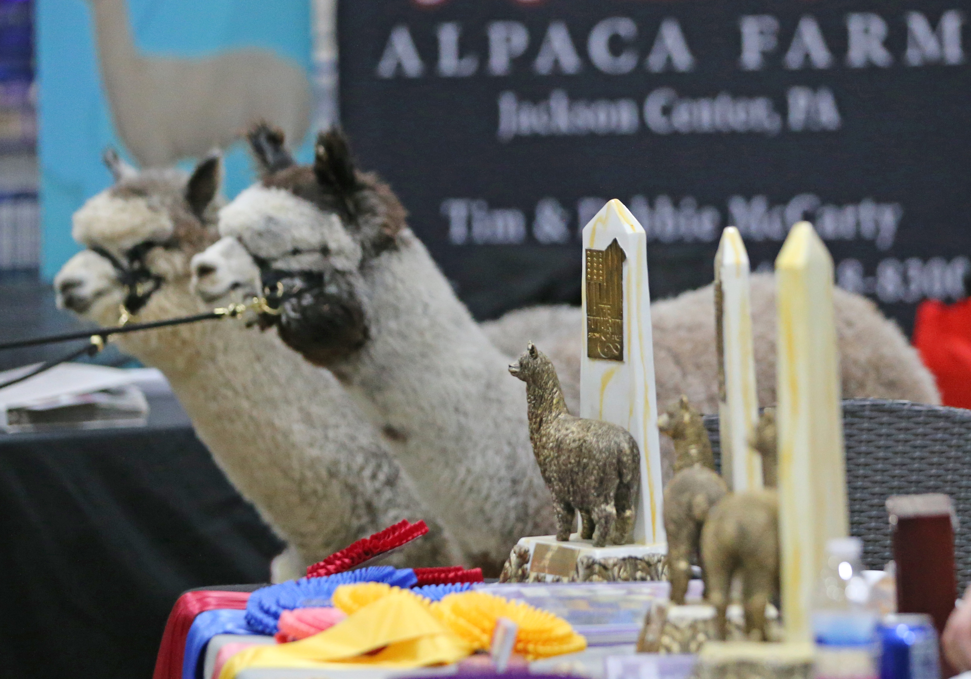 The Buckeye Alpaca Show at Summit County Fairgrounds, March 23, 2024 ...