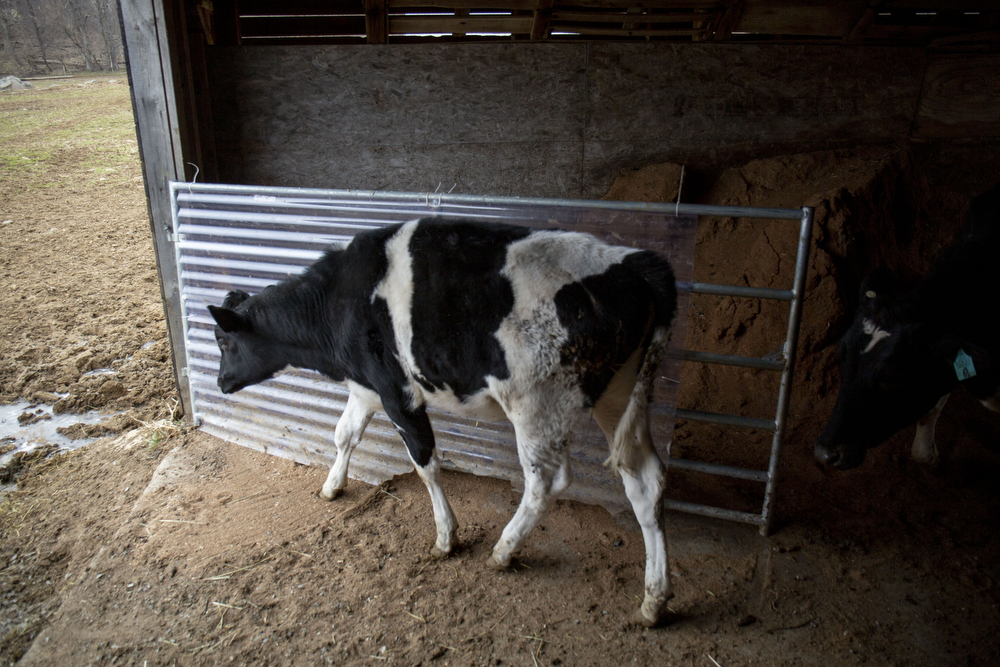 Farm Show means 'family' to York County's Shultz family - pennlive.com
