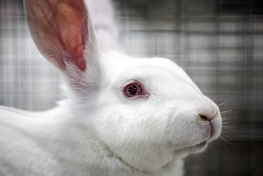 Rabbits at the Pa. Farm Show - pennlive.com