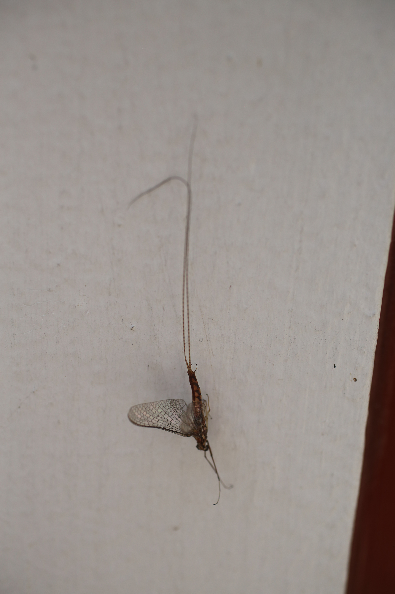 Mayflies make their annual return to cities and towns along Lake Erie ...