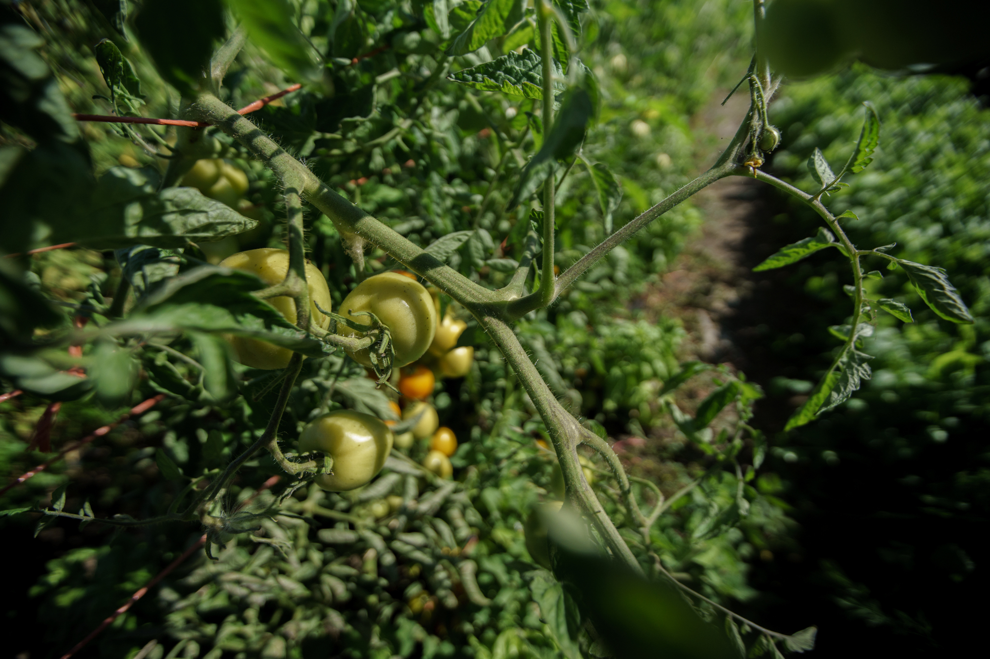 Native American Youth and Family Center's community garden - oregonlive.com