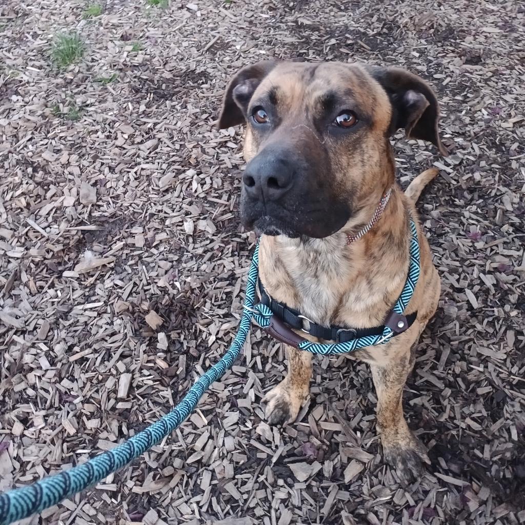 Open house with dogs - oregonlive.com