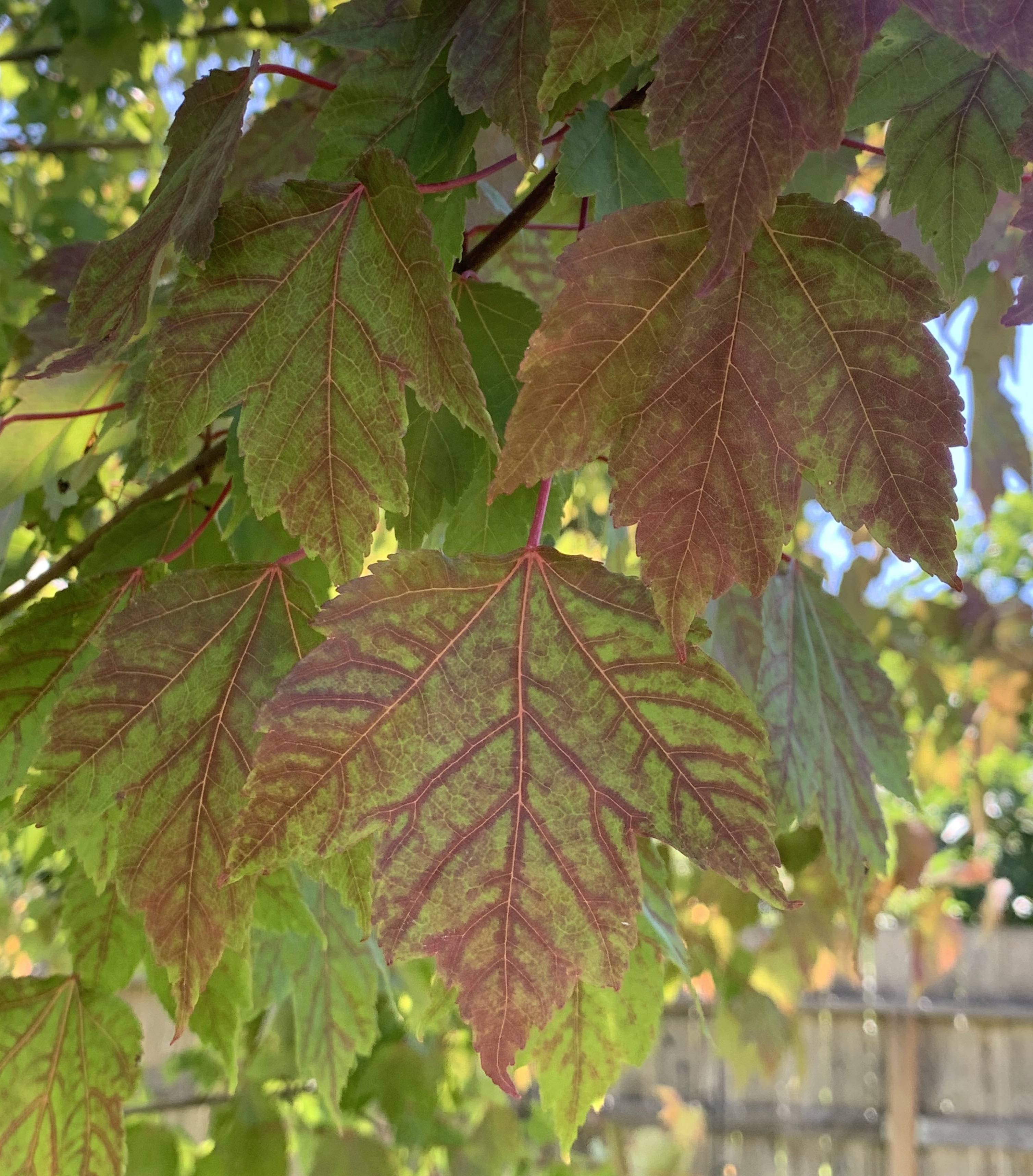 Red Maple Tree In Summer