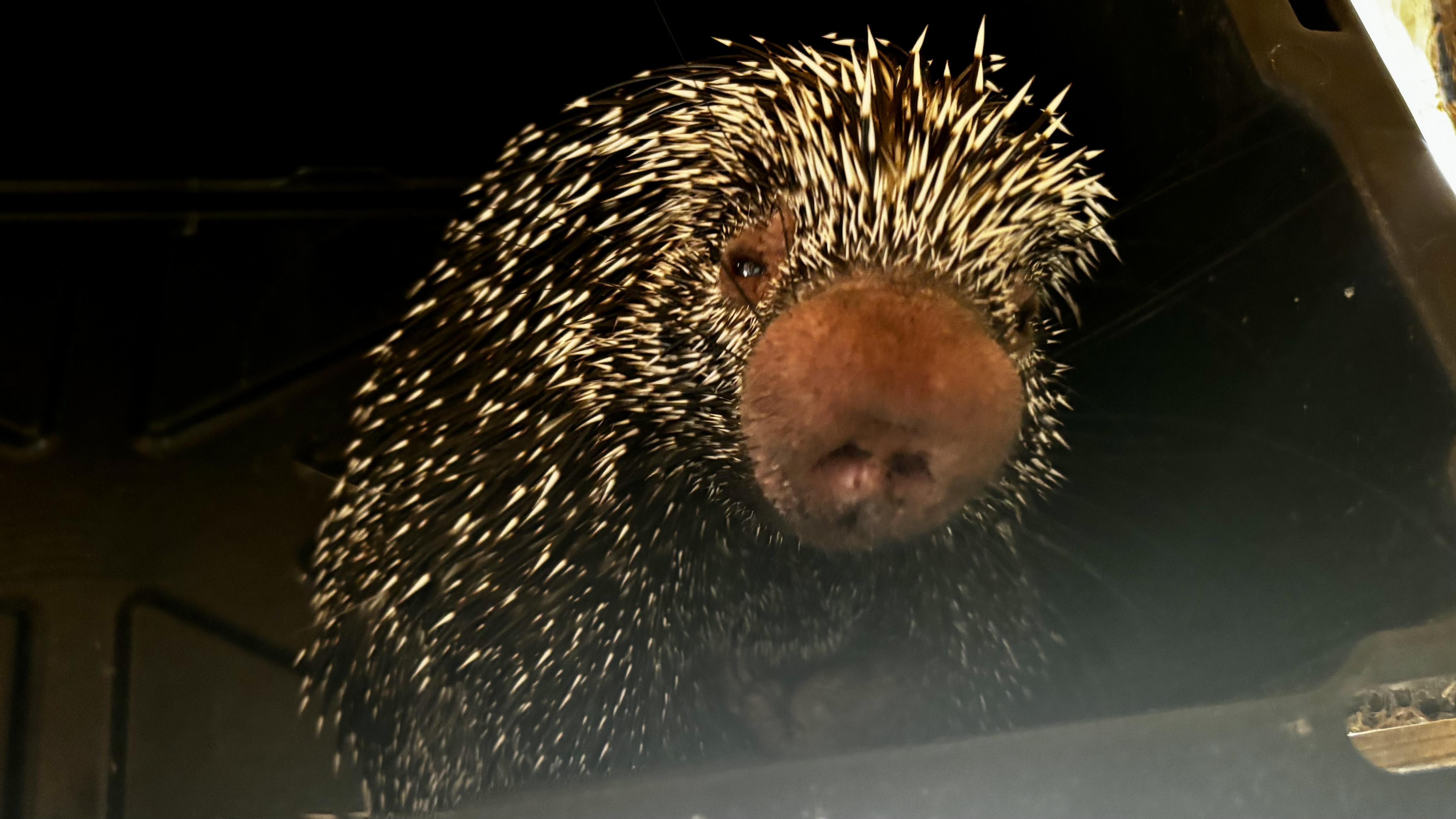 Majestic Meadows farm in Medina - cleveland.com