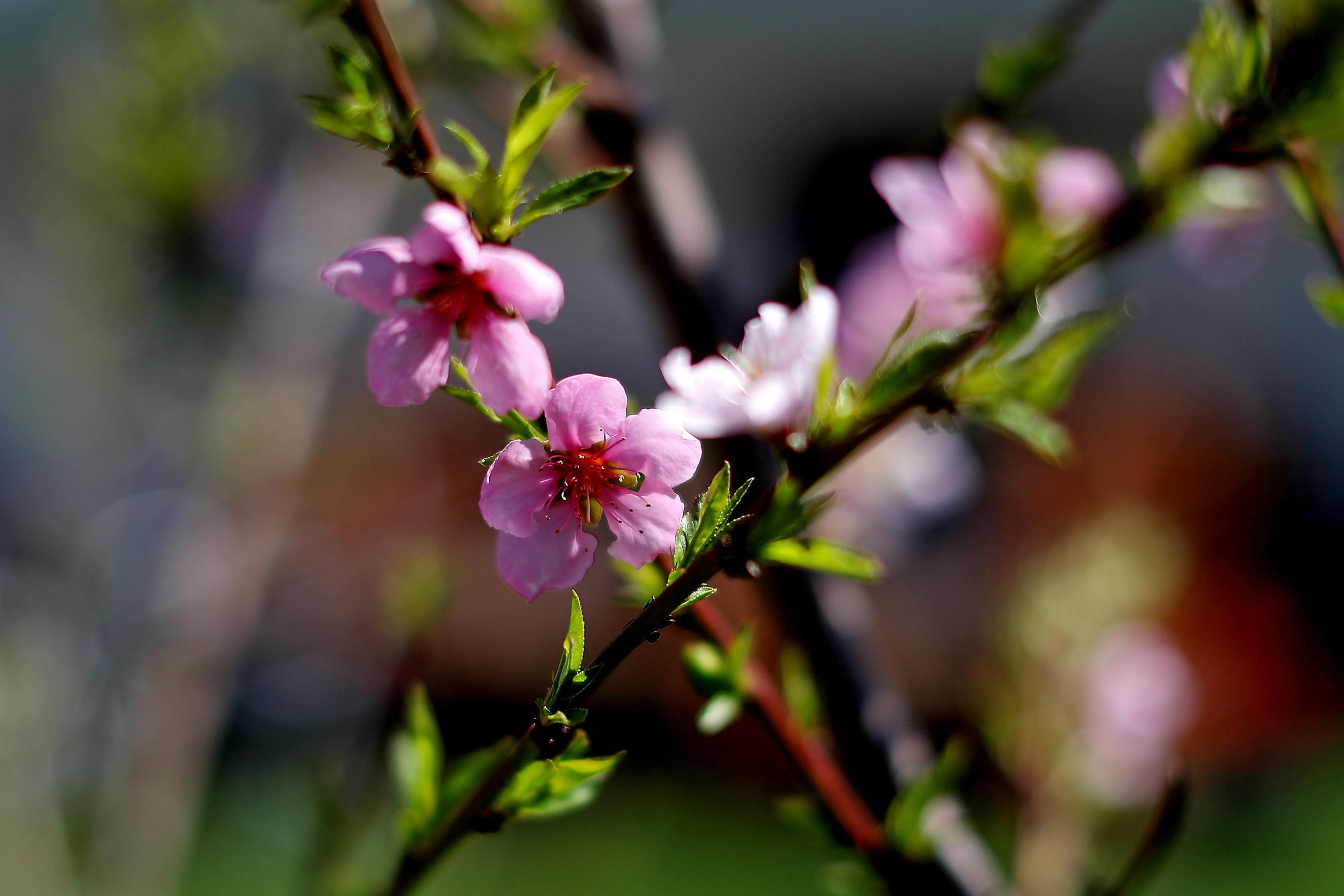 Luke Marion: MIGardener – April 13, 2021 - mlive.com