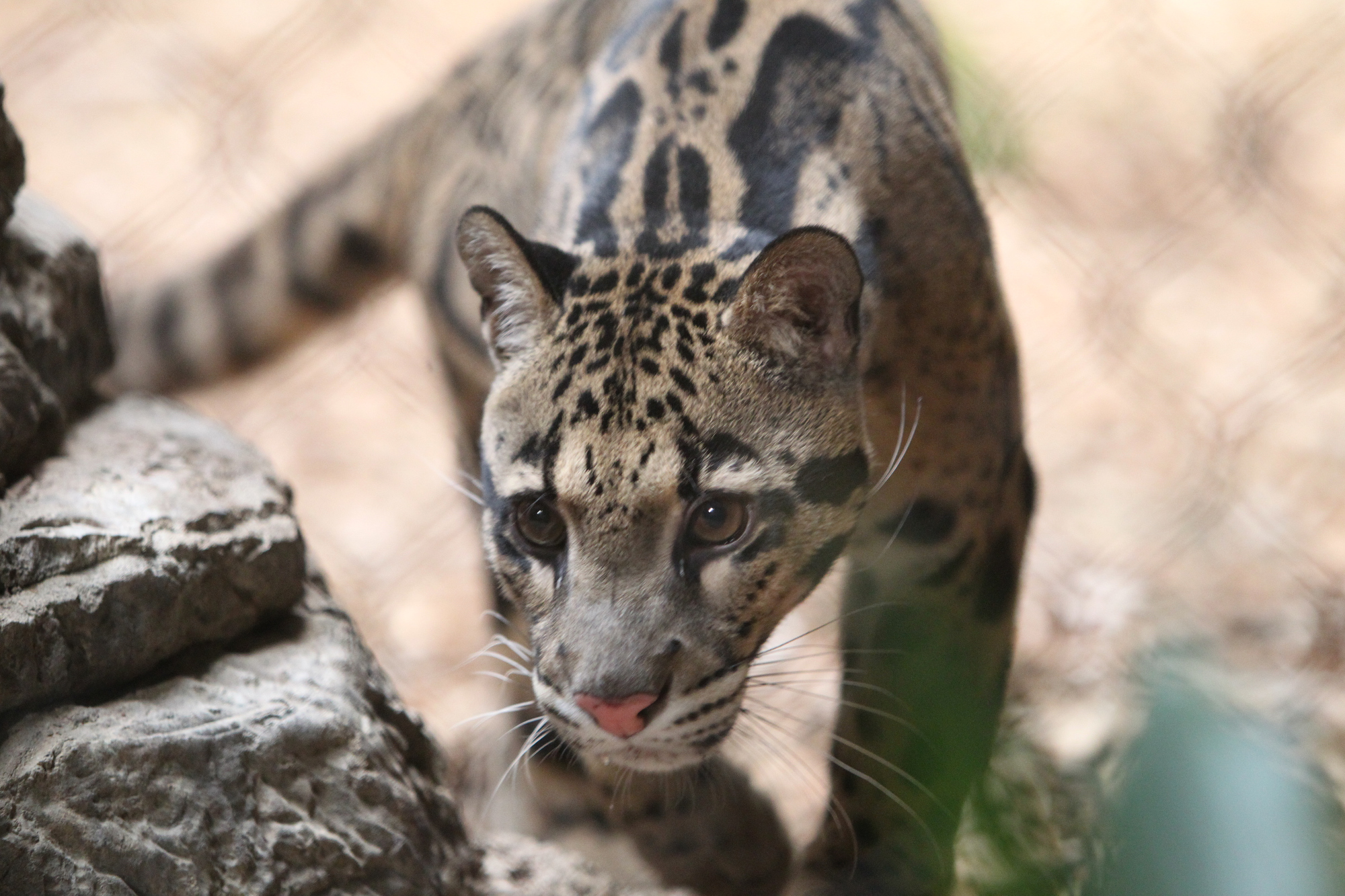RainForest at Cleveland Zoo reopens - cleveland.com