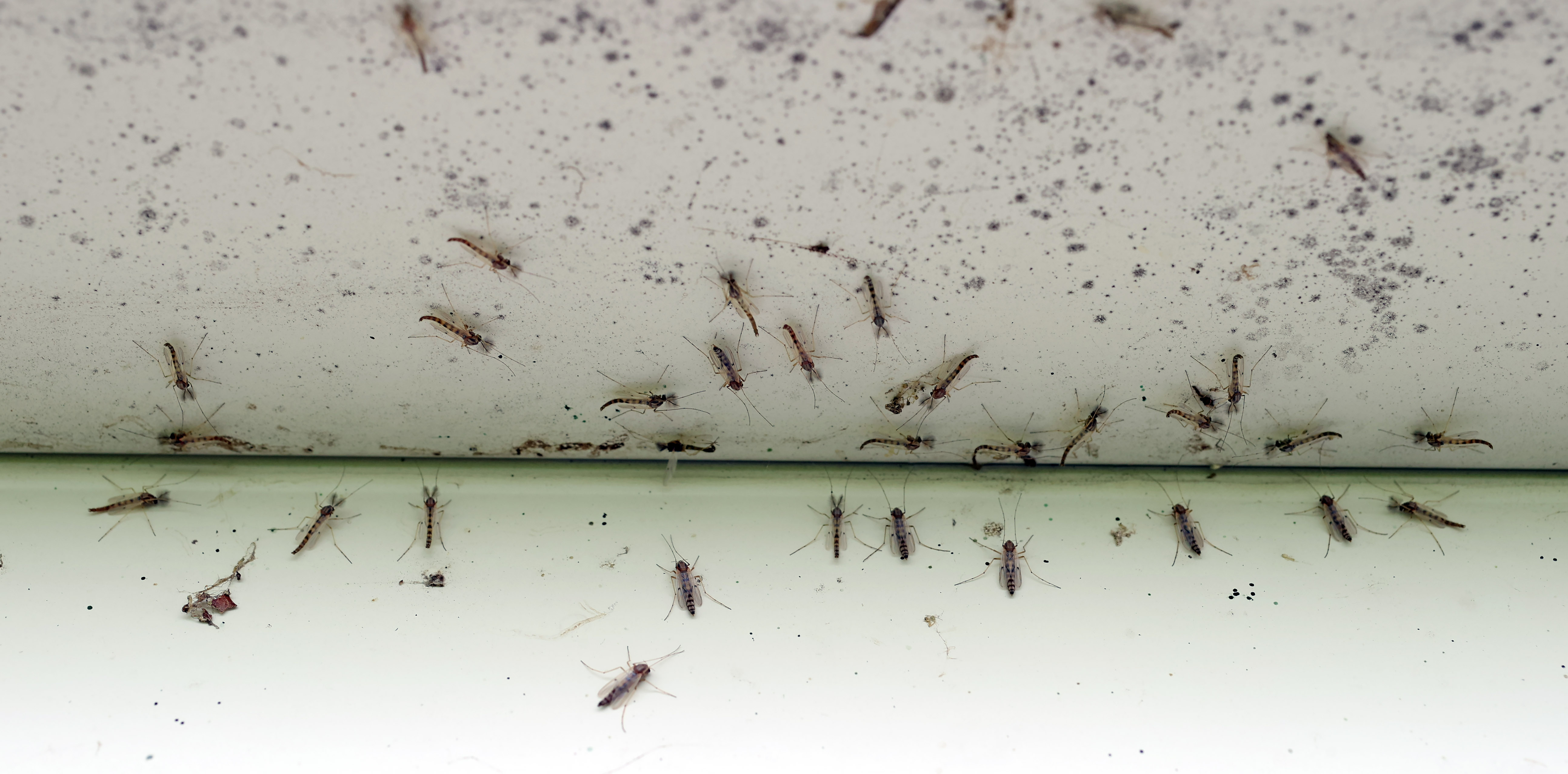 Midges are emerging around Northeast Ohio, May 17, 2024 - cleveland.com