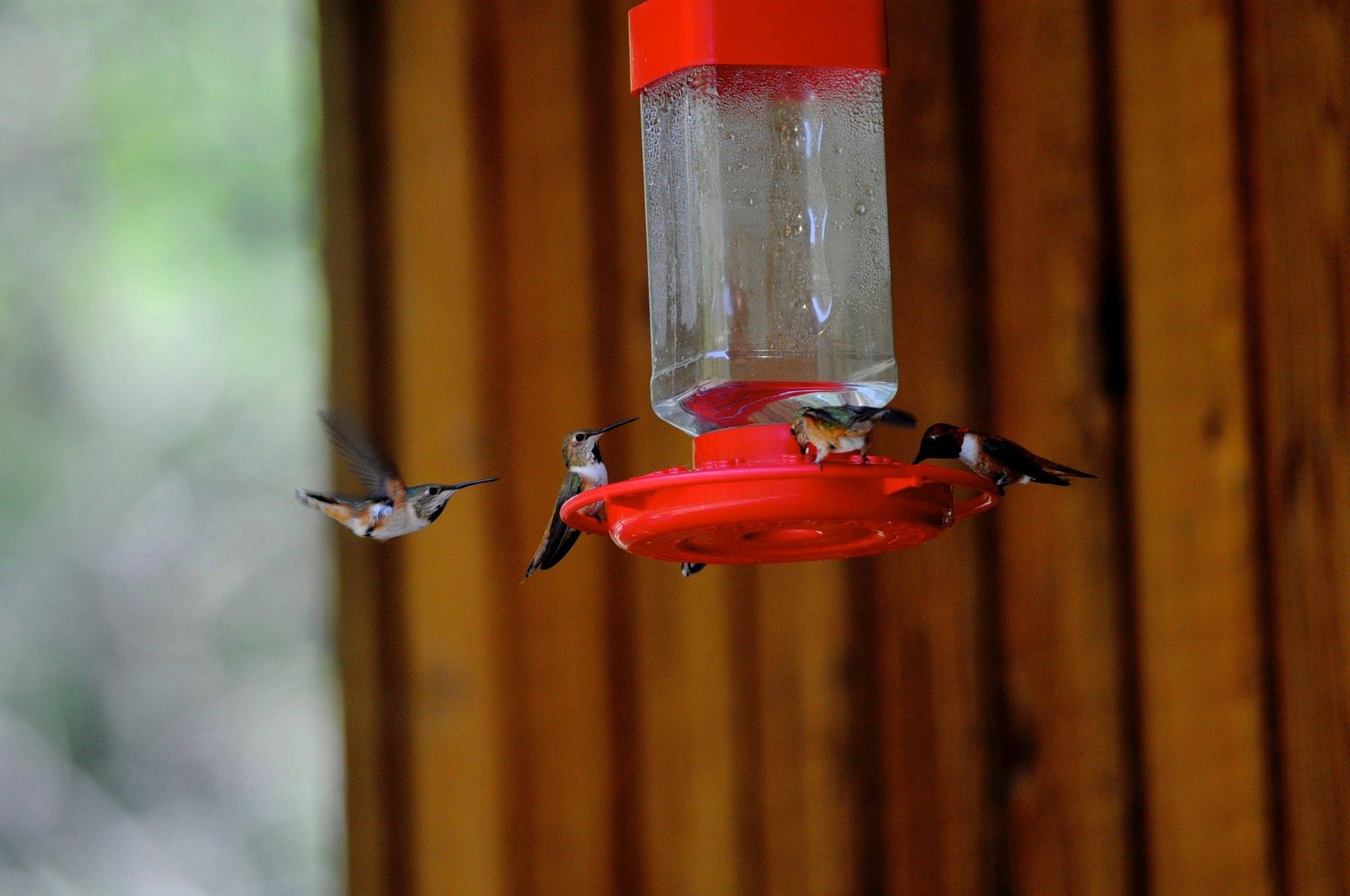 The seven species of Oregon hummingbirds - oregonlive.com