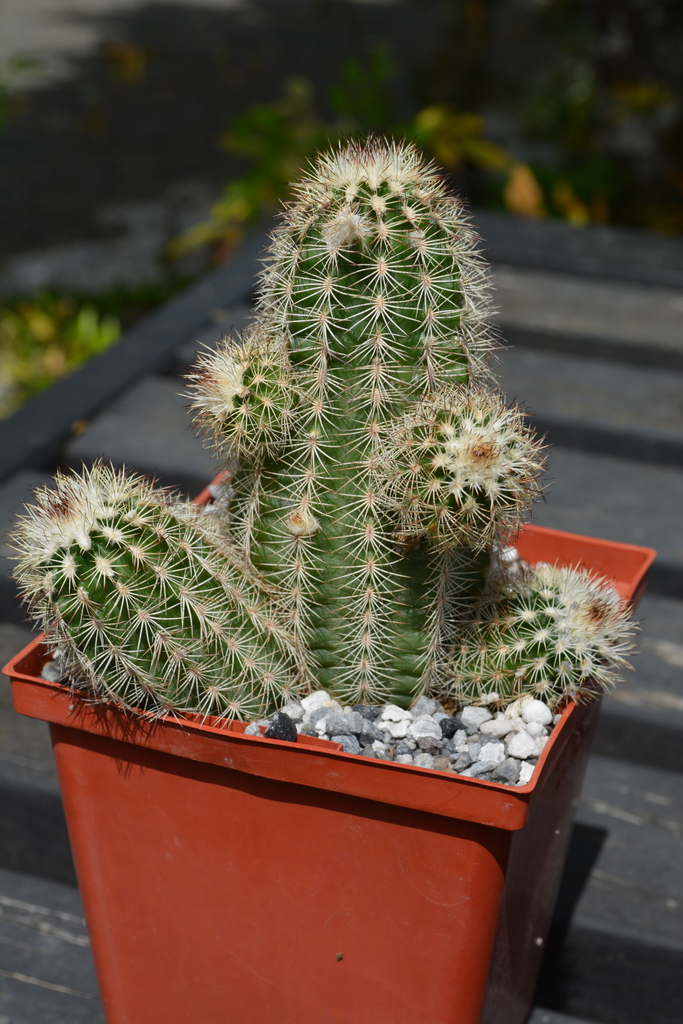 Hardy cacti - oregonlive.com