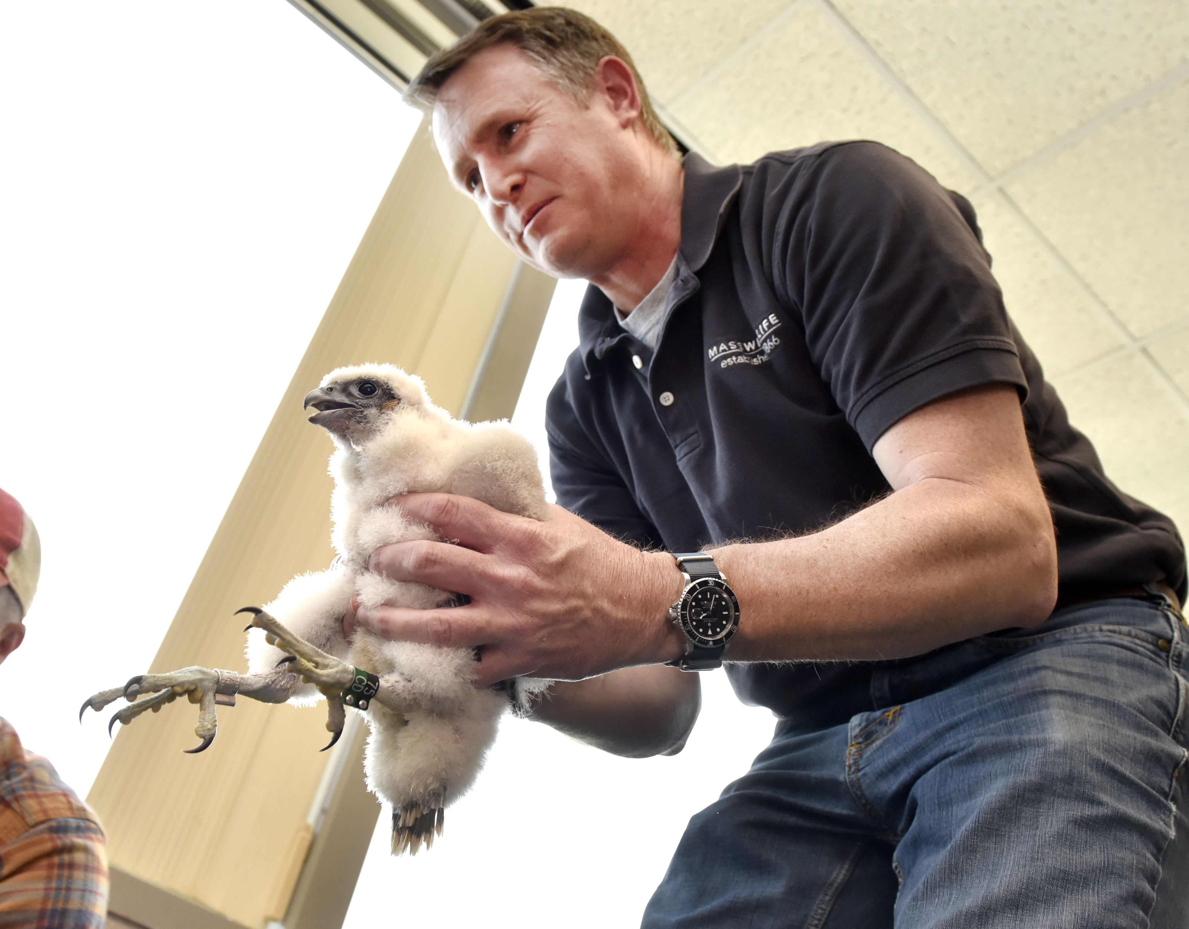 MassWildlife biologists place indentification bands on Springfield ...