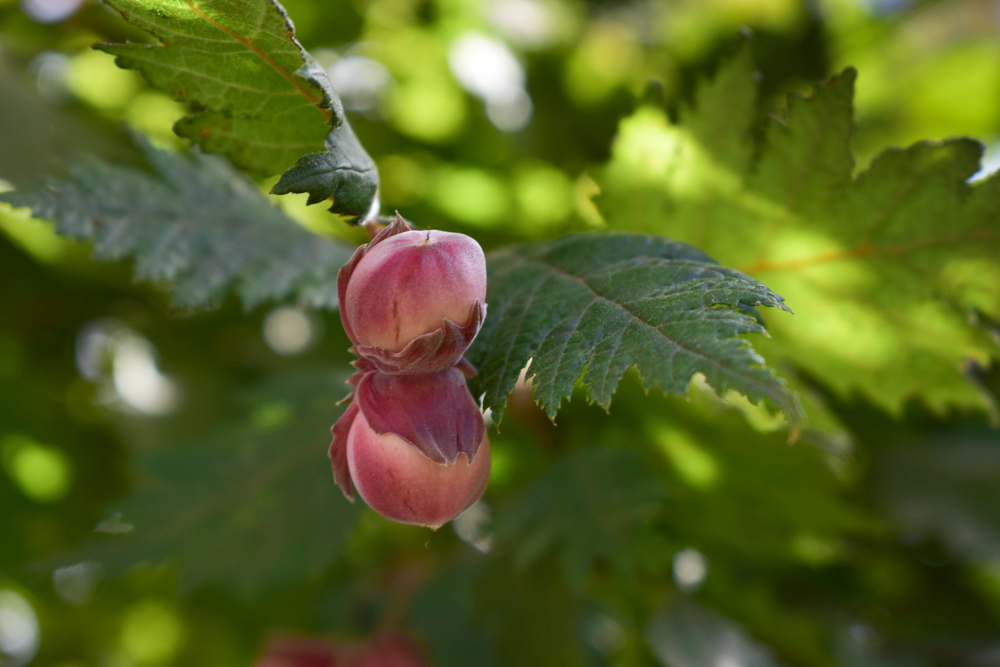 Oregon State scientist sees future in homegrown hazelnuts - oregonlive.com