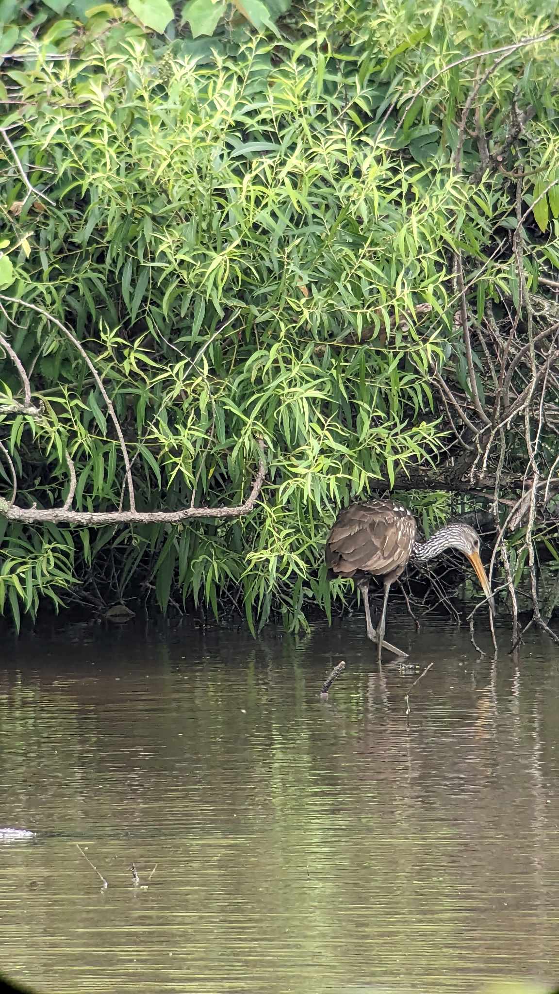 Limpkin spotted in Lancaster County - pennlive.com