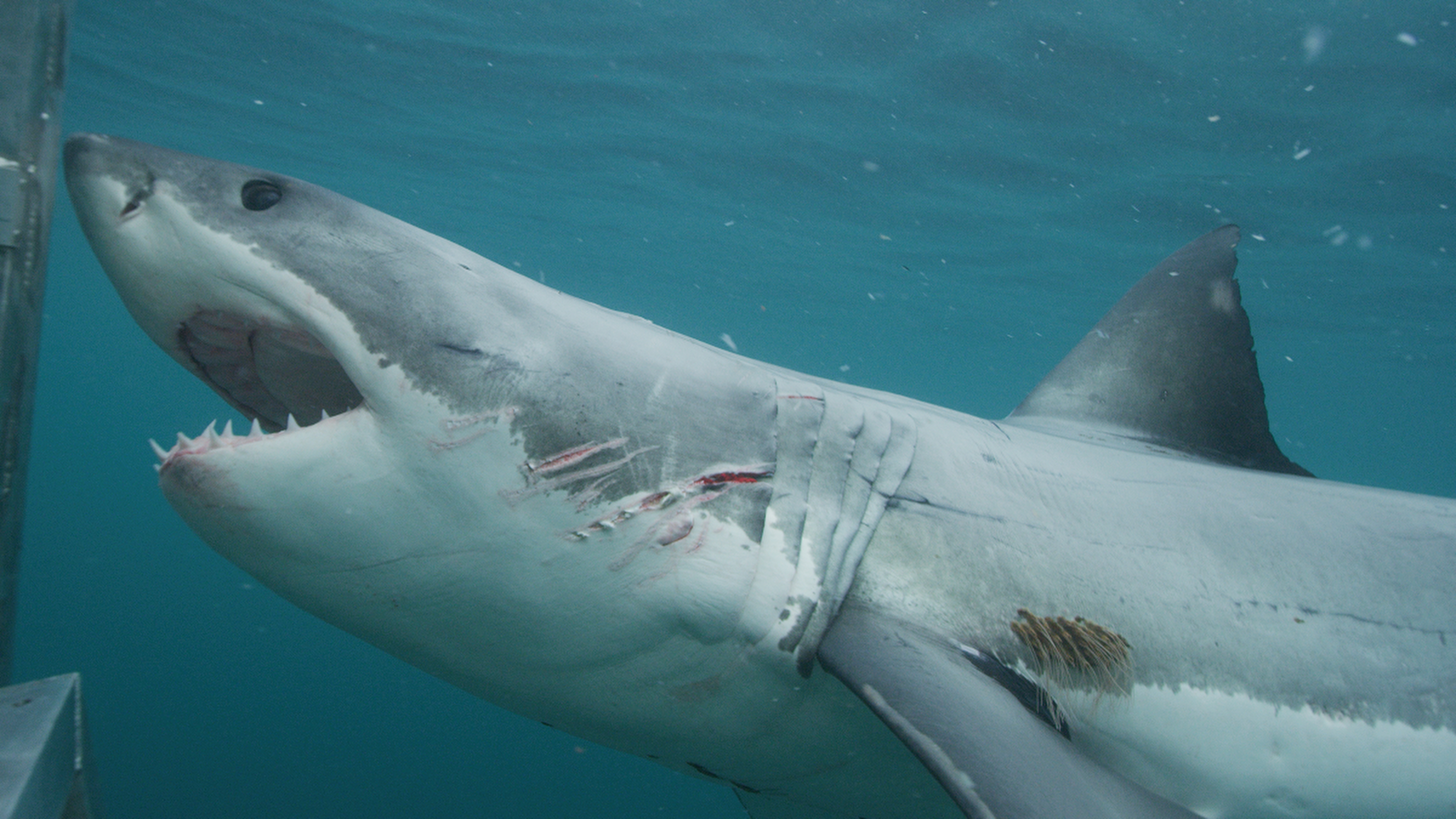 Shark Week: See these incredible photos of sharks from Discovery ...
