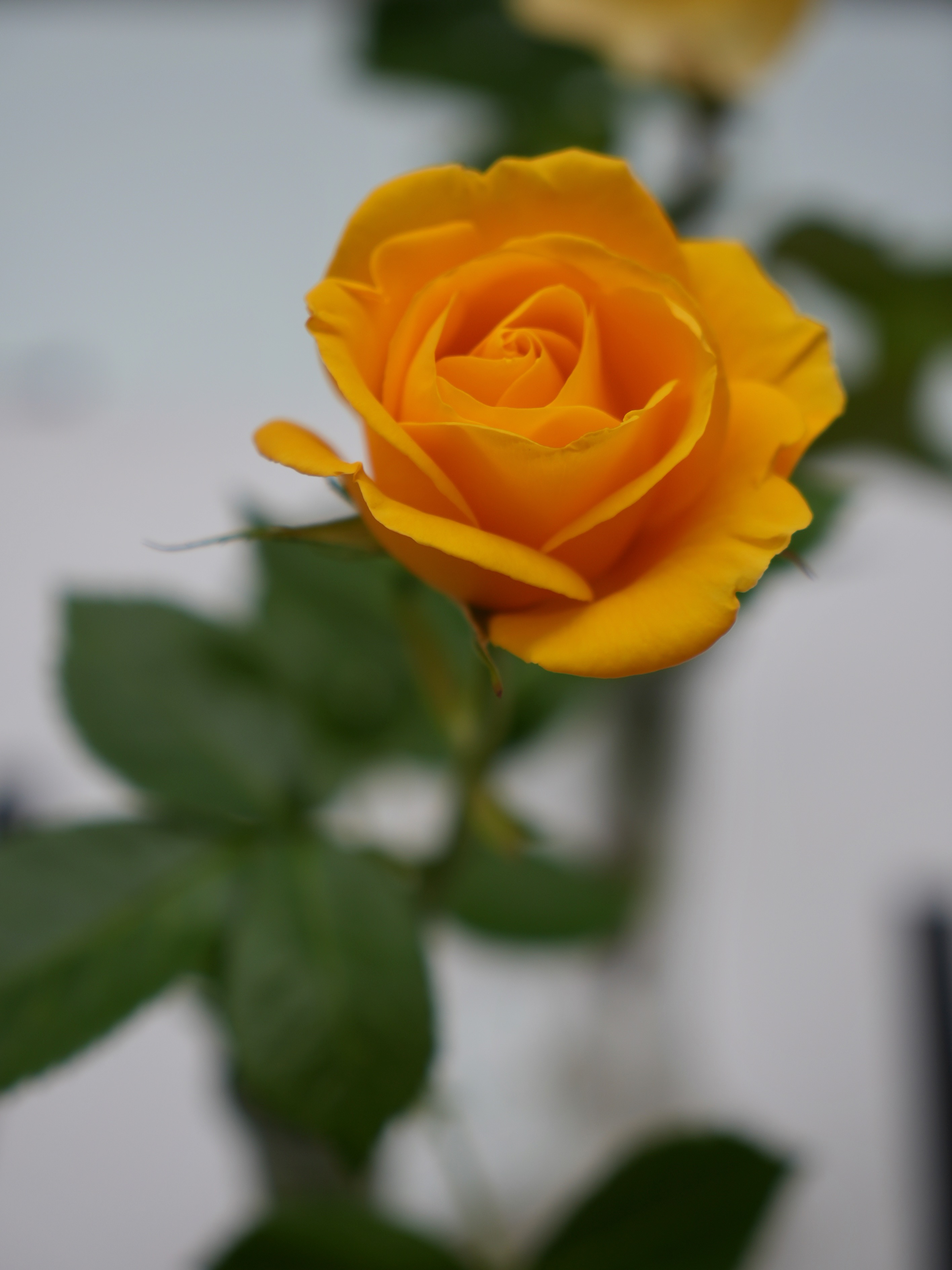 2022 Spring Rose Show - oregonlive.com