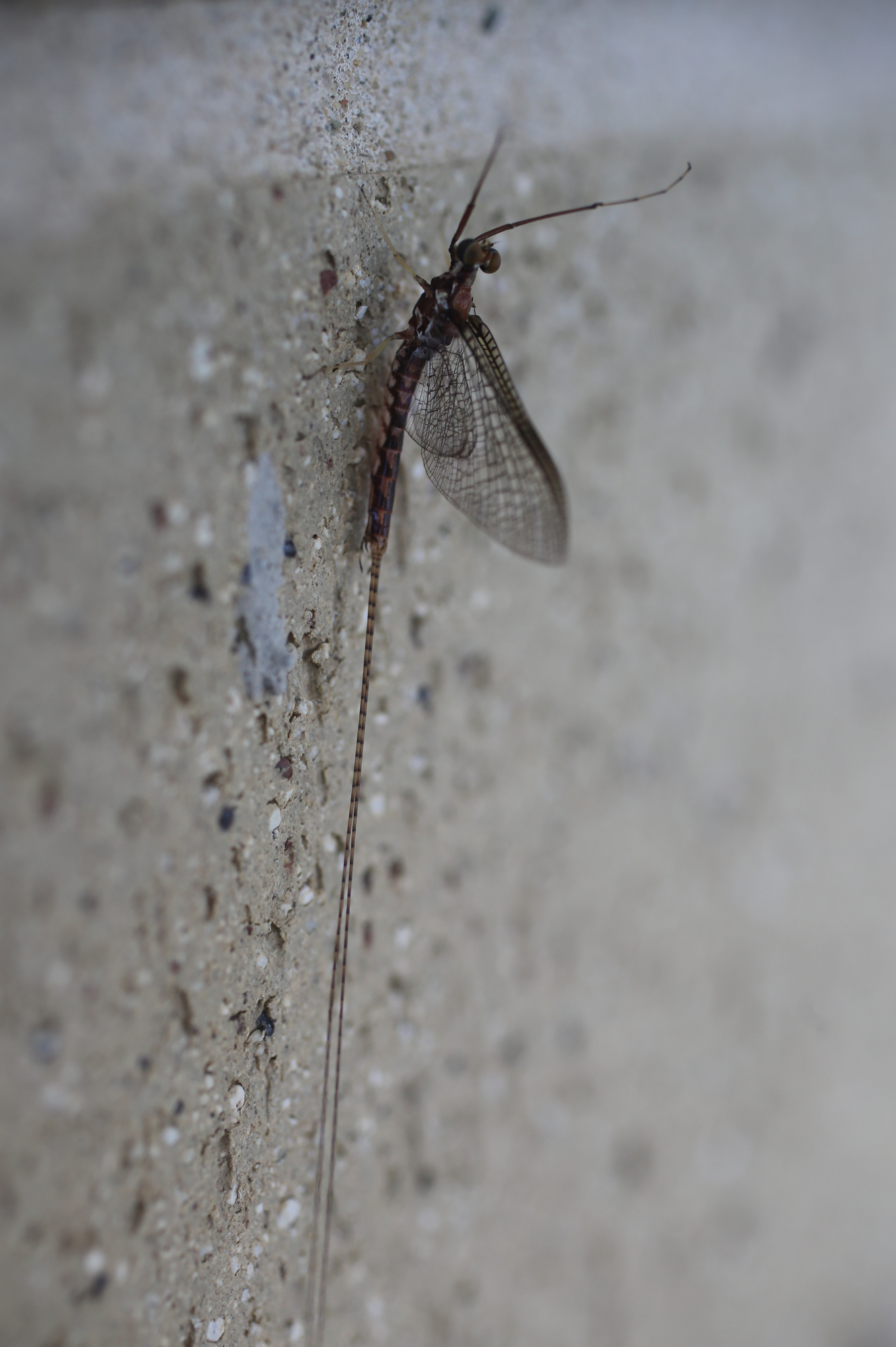 Mayflies make their annual return to cities and towns along Lake Erie ...