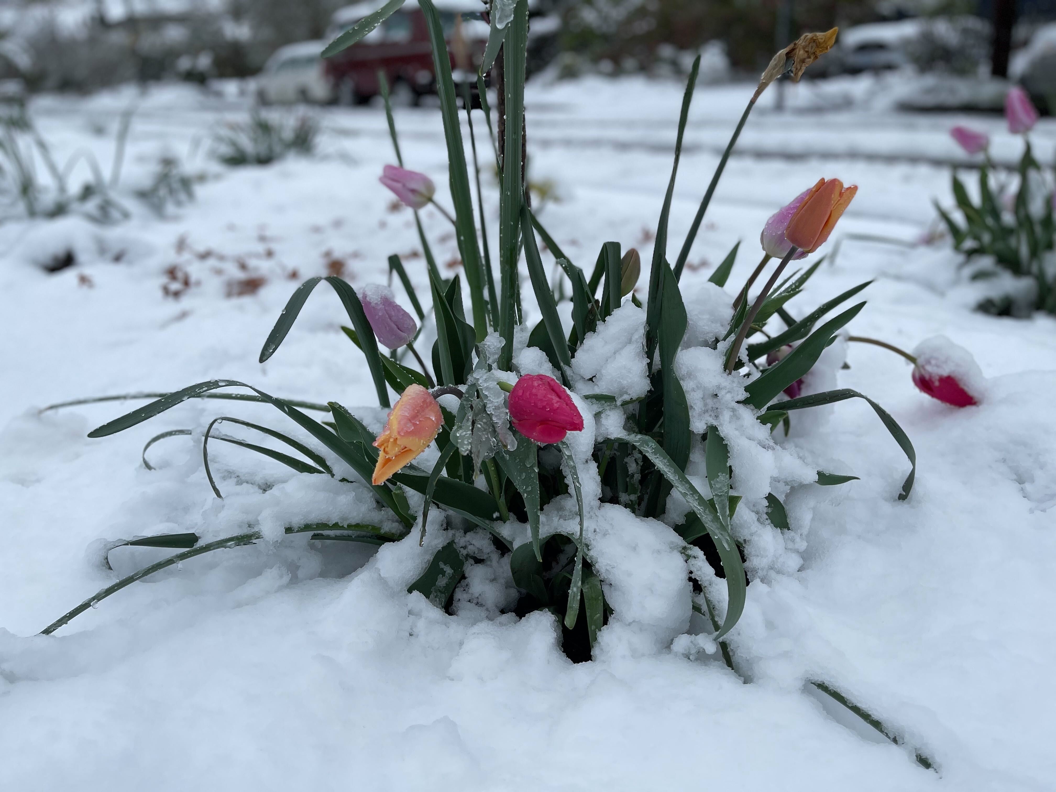 Portland snow April 11, 2022 - oregonlive.com