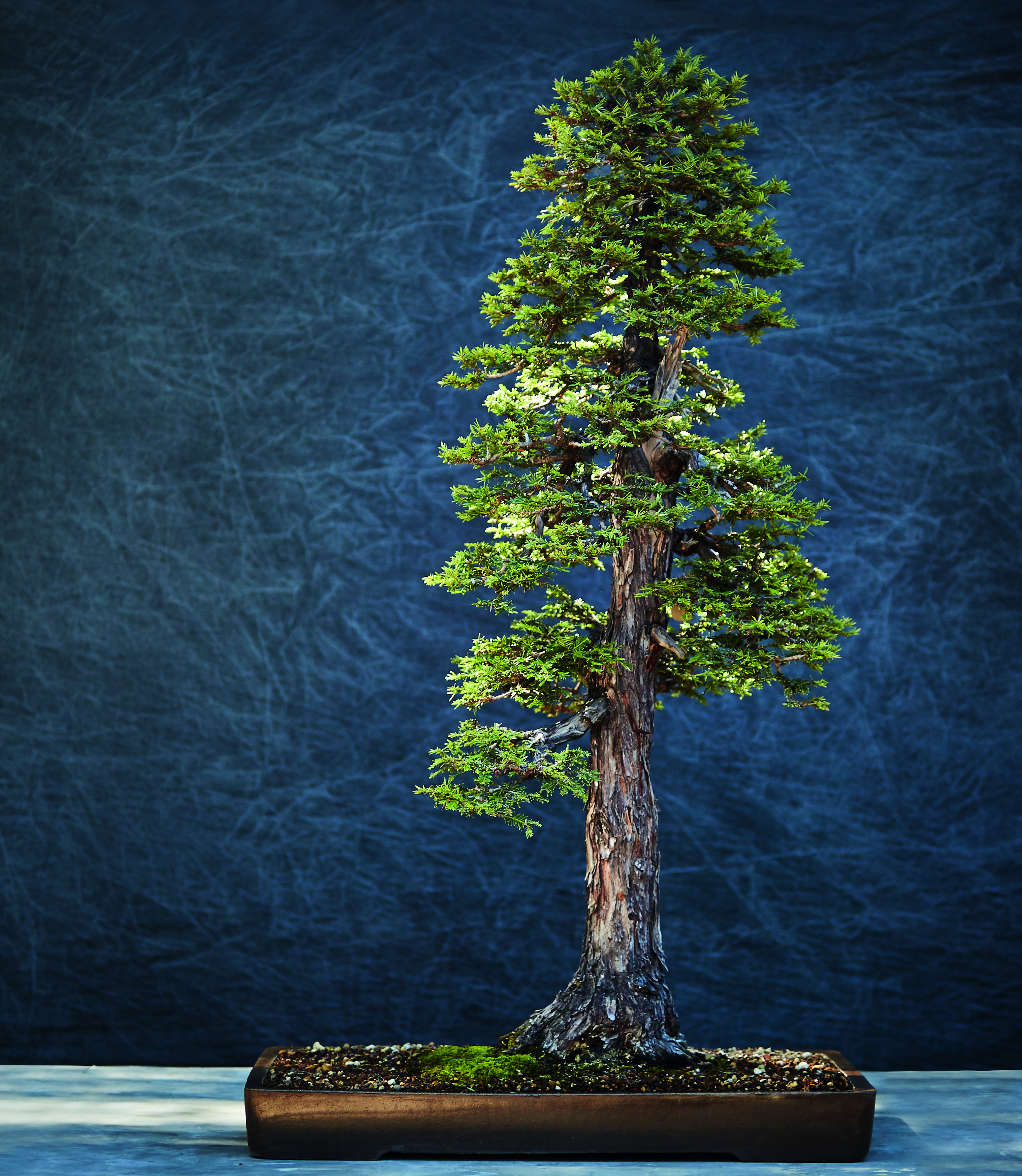 ‘The Little Book of Bonsai’ - oregonlive.com