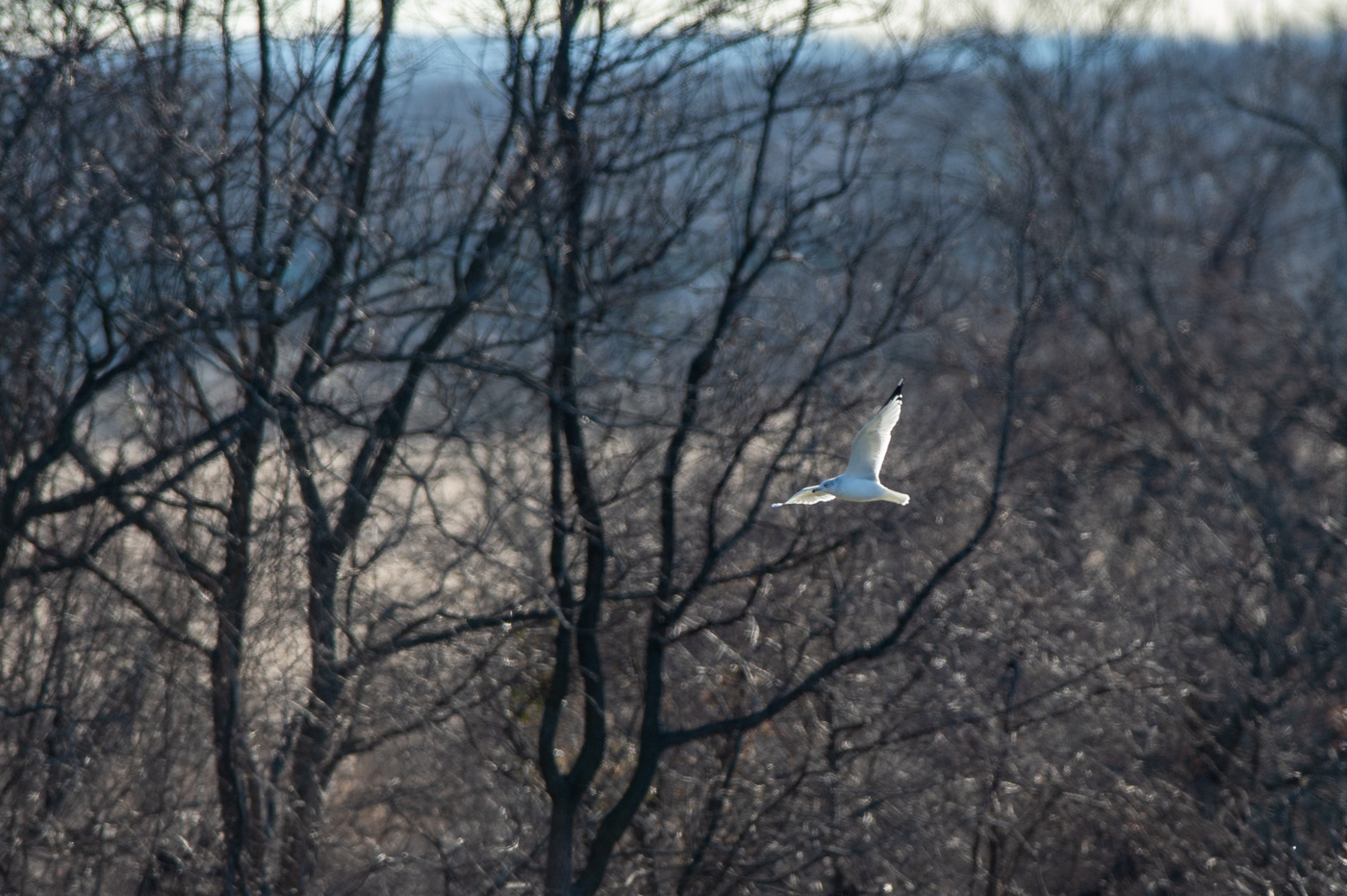 Hyperlocal Winter Birding - nj.com