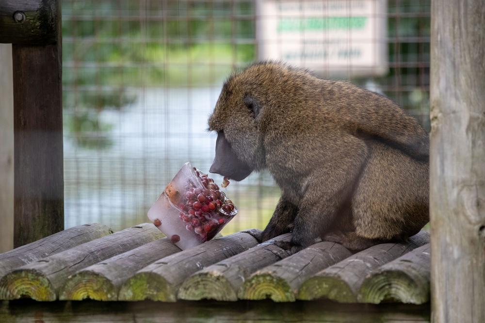 Lake Tobias keeps their animals cool in heat wave - pennlive.com