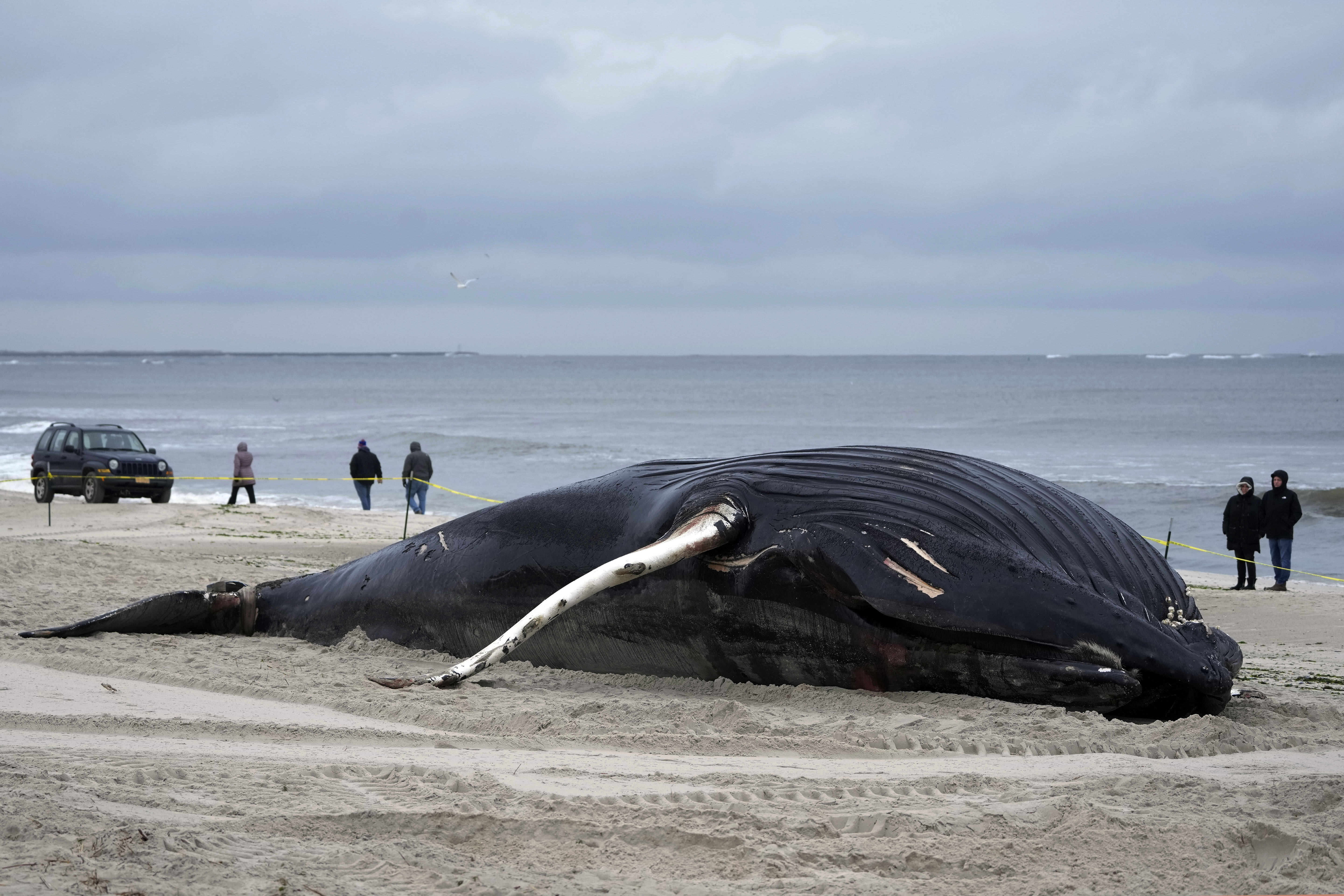 Dead Whale Washes Up
