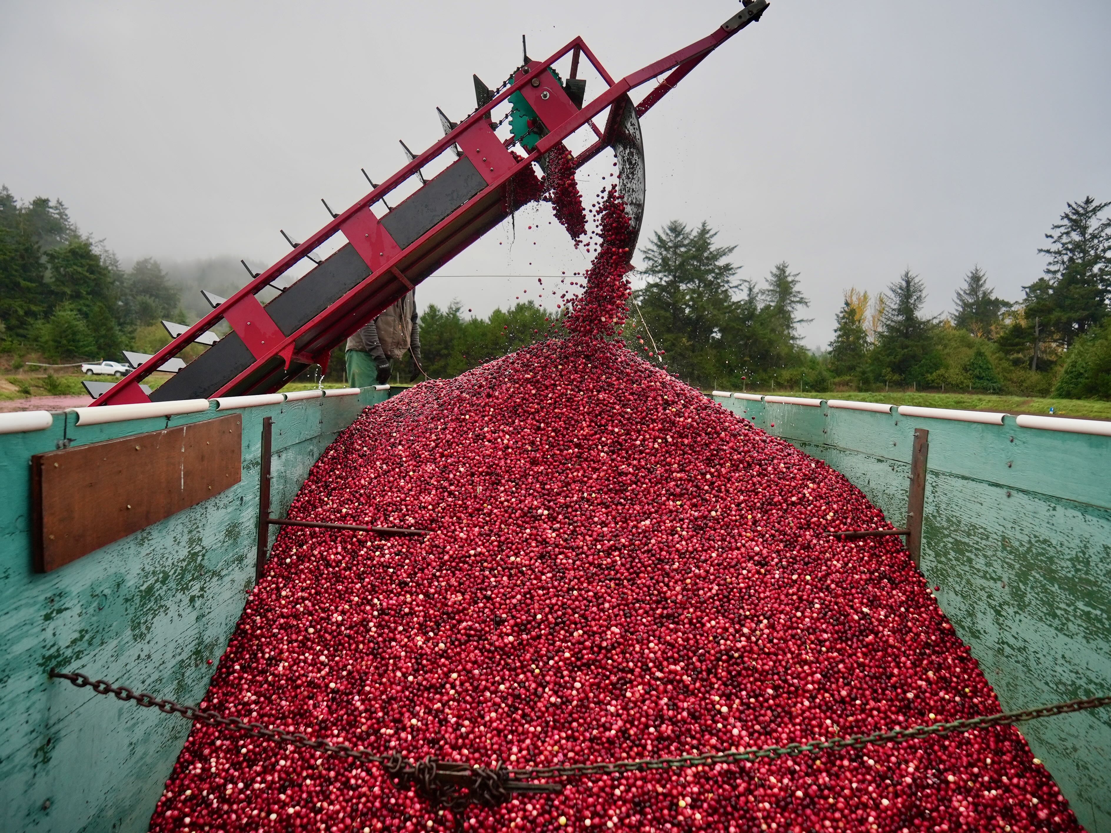 Cranberry harvest - oregonlive.com