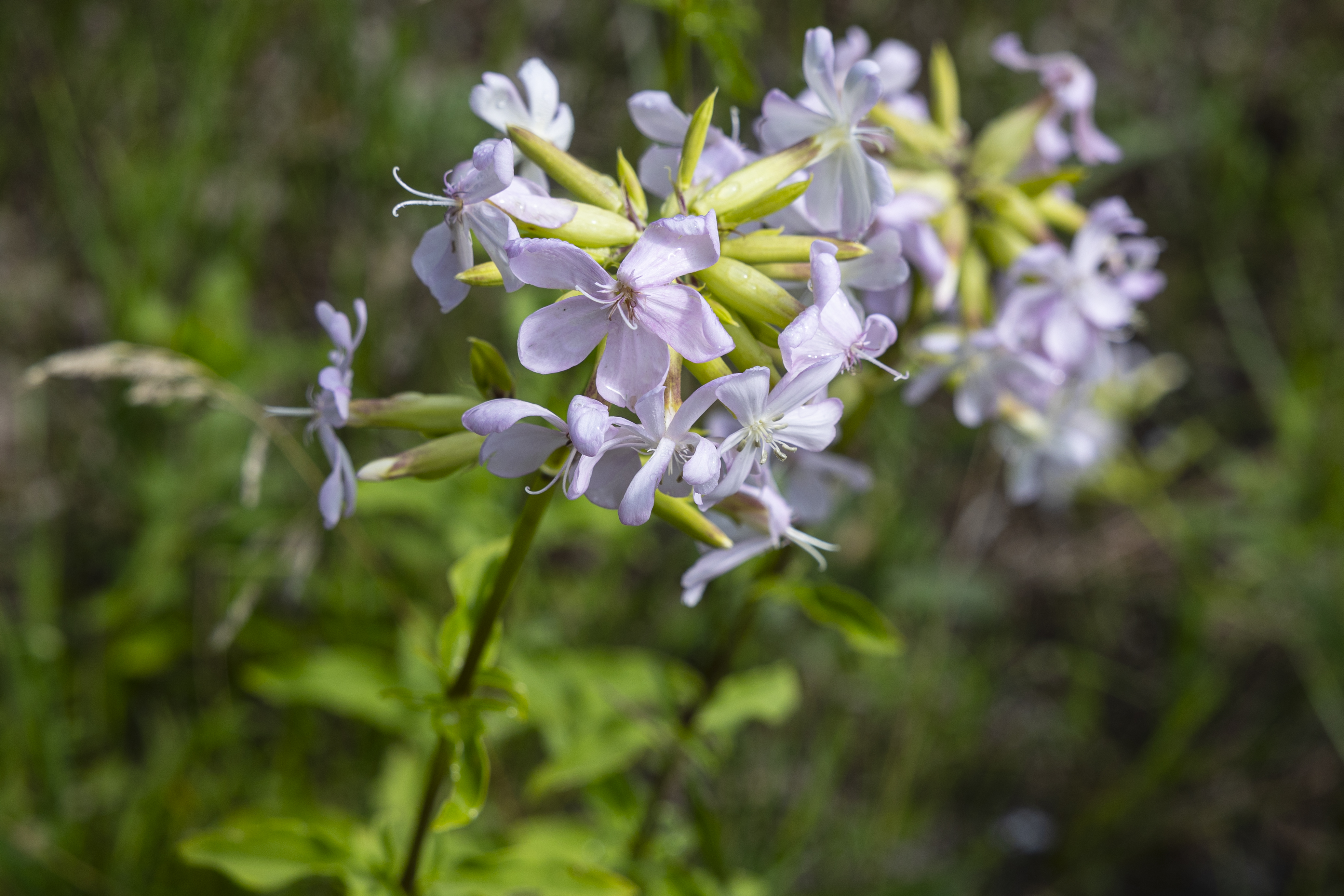 Provin Trails Park in Kent County - mlive.com