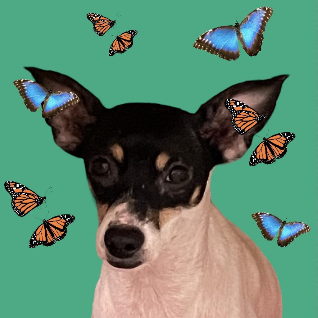 Meet your new bestie. These pets will bring warmth during the coldest ...