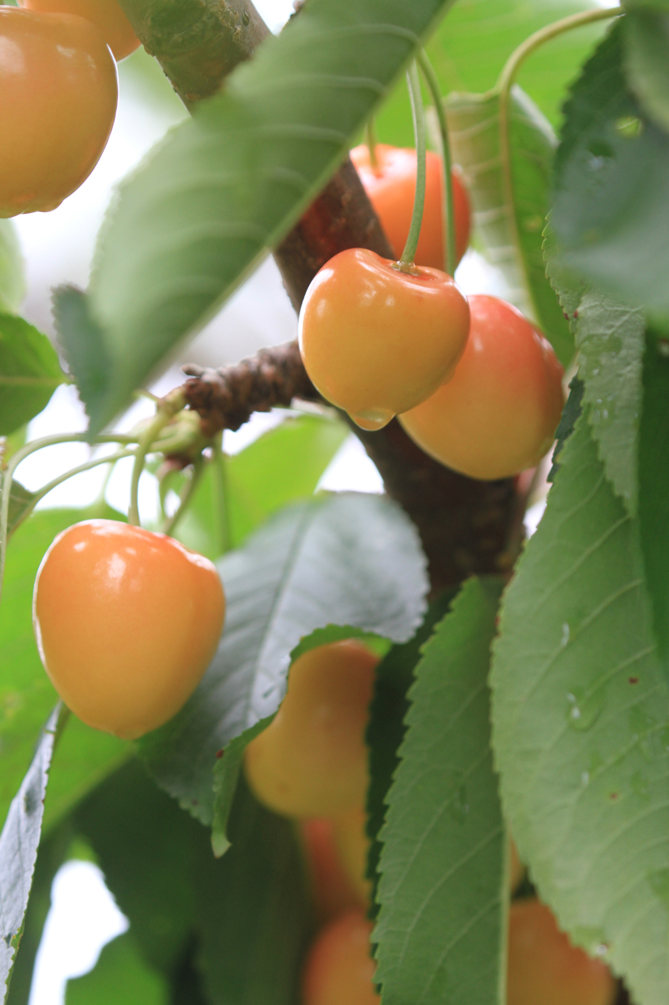 Quarry Hill Orchard in Berlin Heights - cleveland.com
