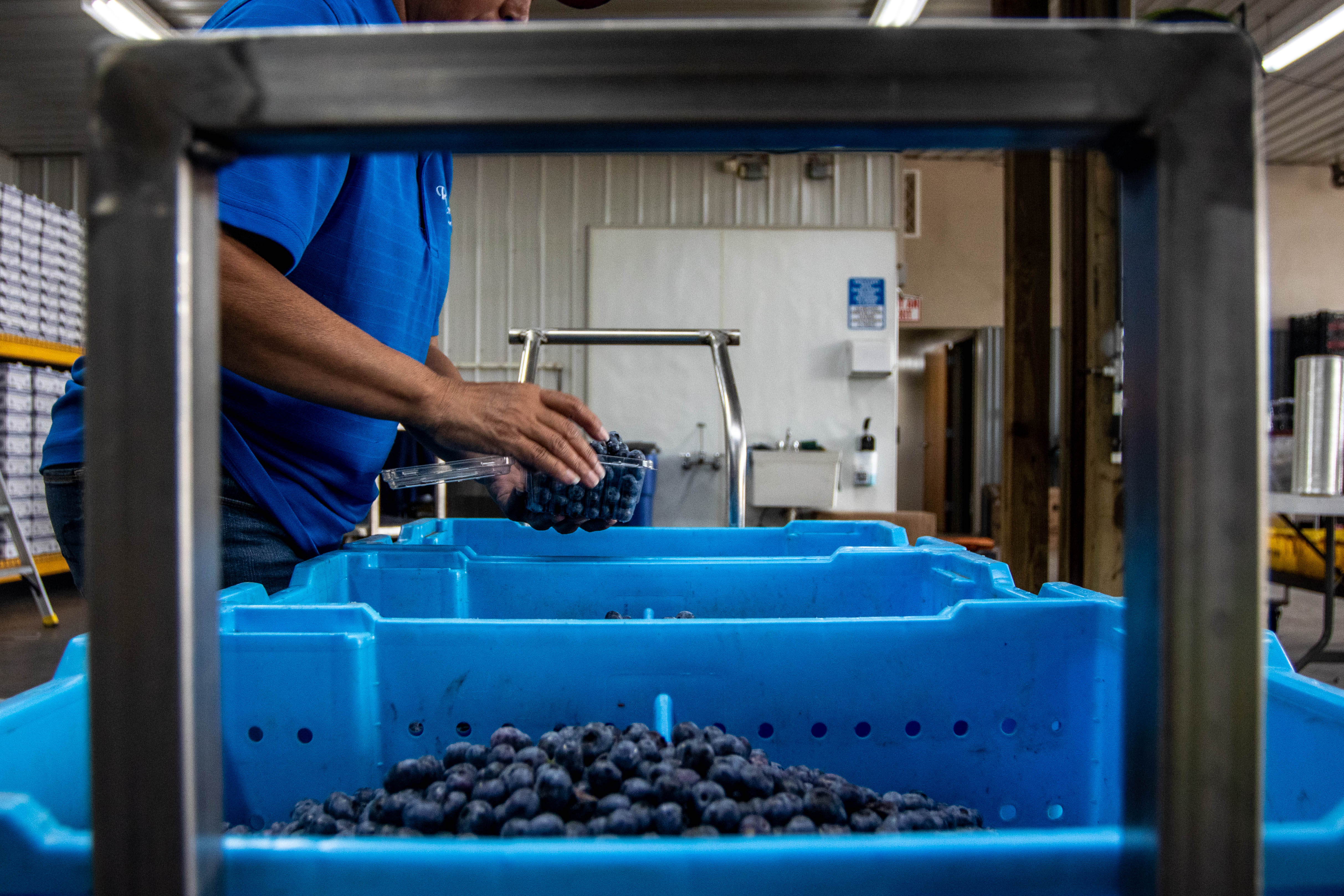 Reenders Blueberry Farms - mlive.com
