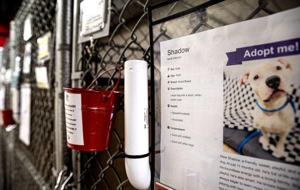 Humane Society of Harrisburg Area removes breed labeling of shelter ...