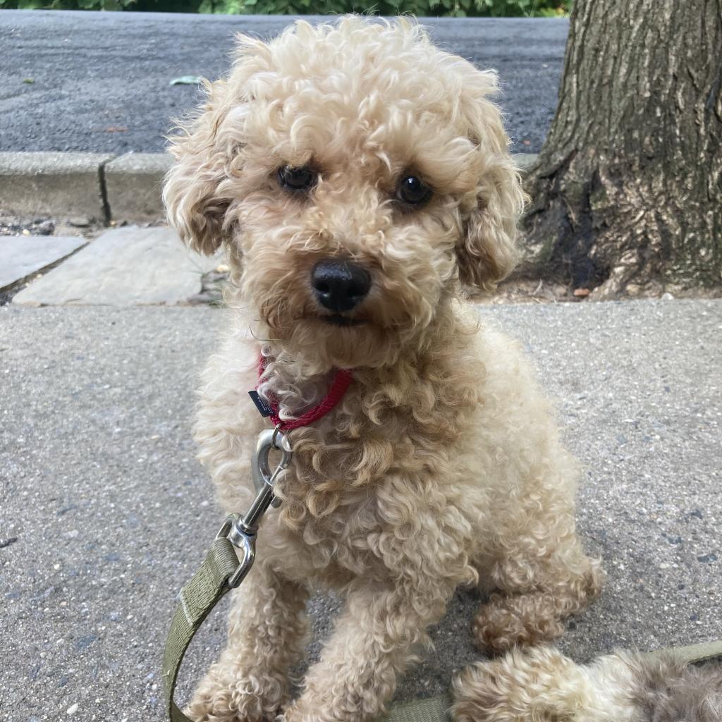Have a safe and fun Labor Day weekend with your pets: September 2-3 ...