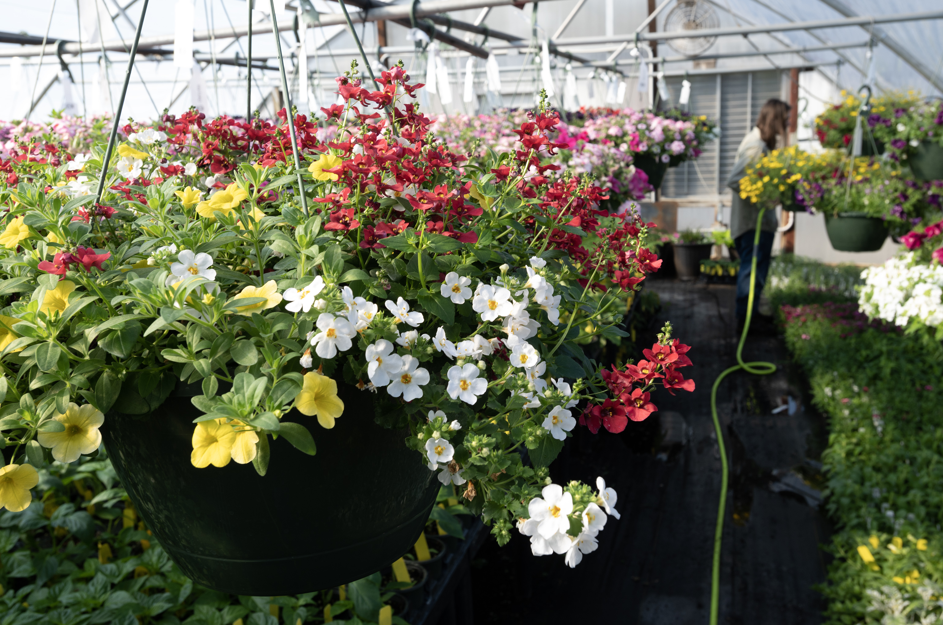 Plant sale preparation at the Jackson Area Career Center - mlive.com