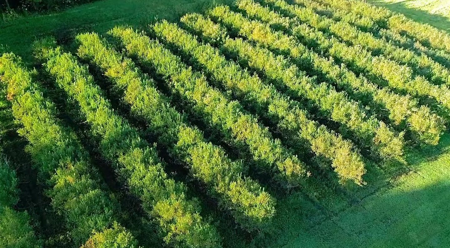 Home and blueberry farm at 32744 62nd Street in Bangor, MI - mlive.com