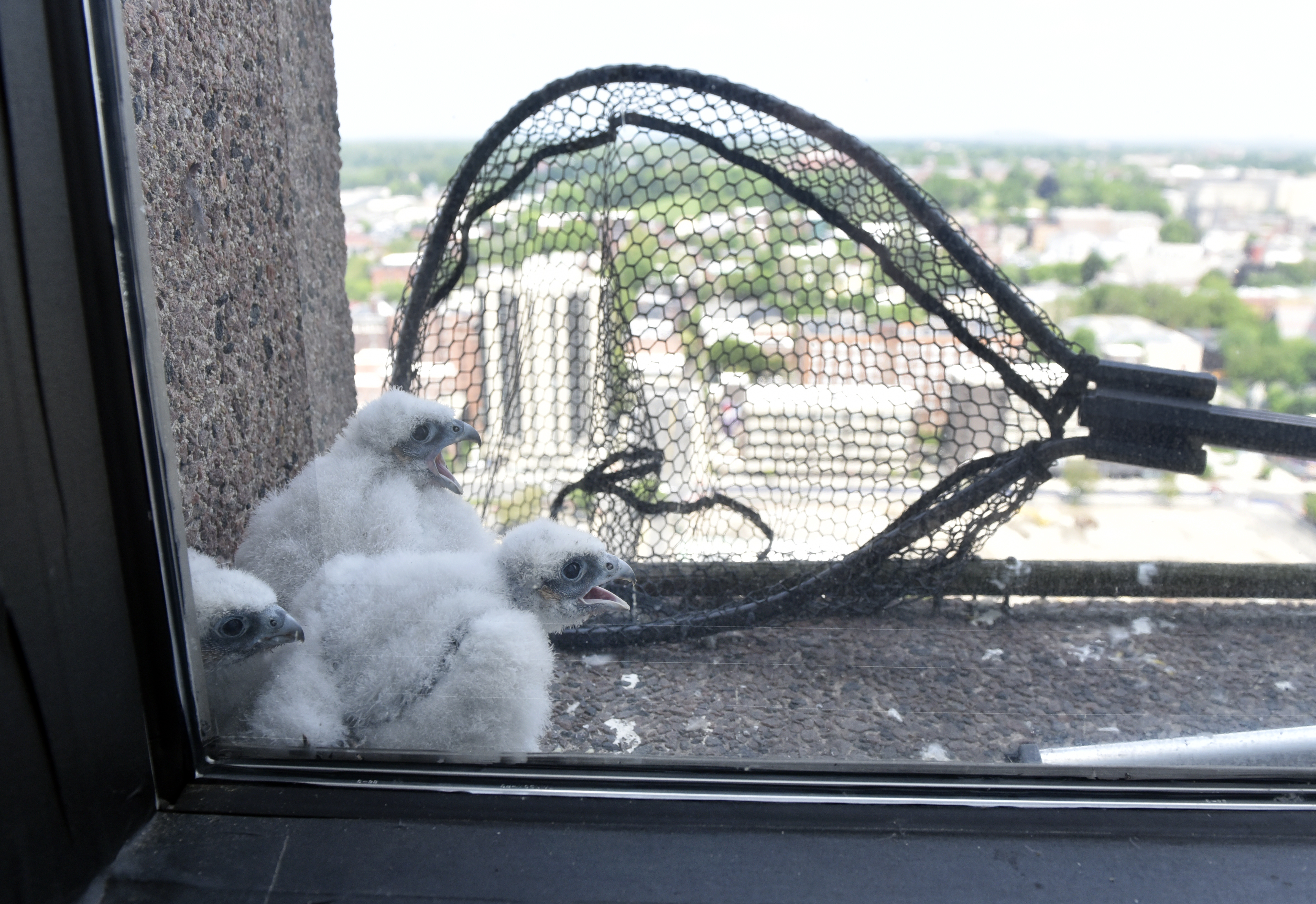 MassWildlife biologists place indentification bands on Springfield ...