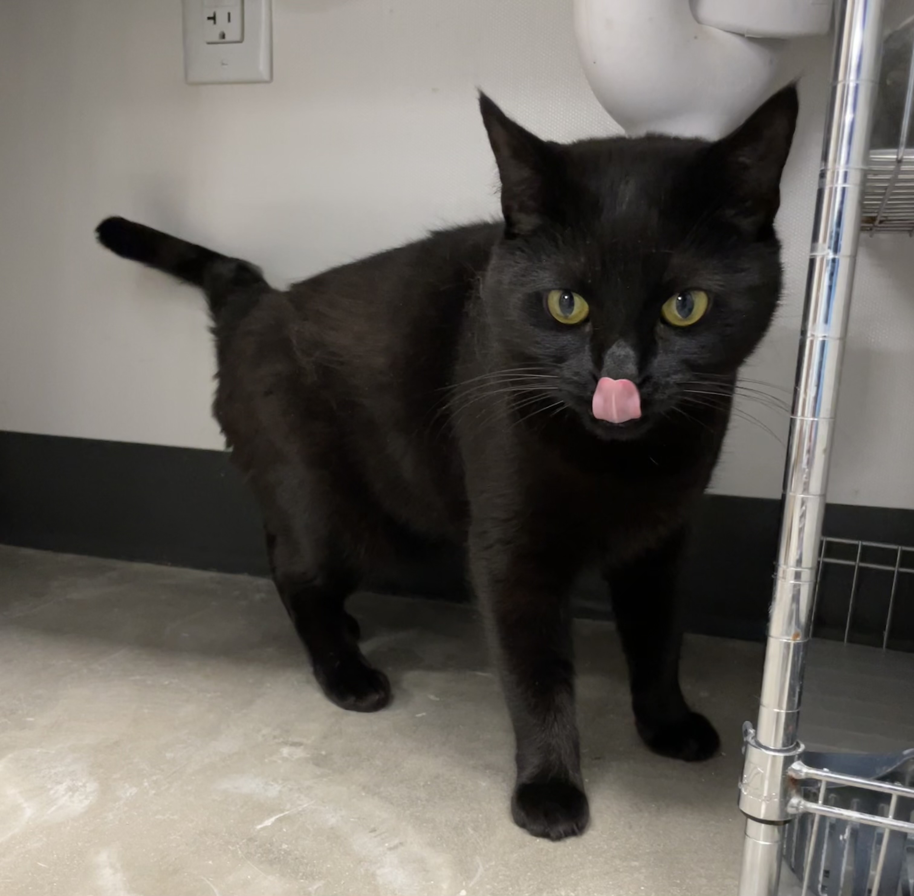 Let’s be thankful for these loving adoptable pets. They could change ...