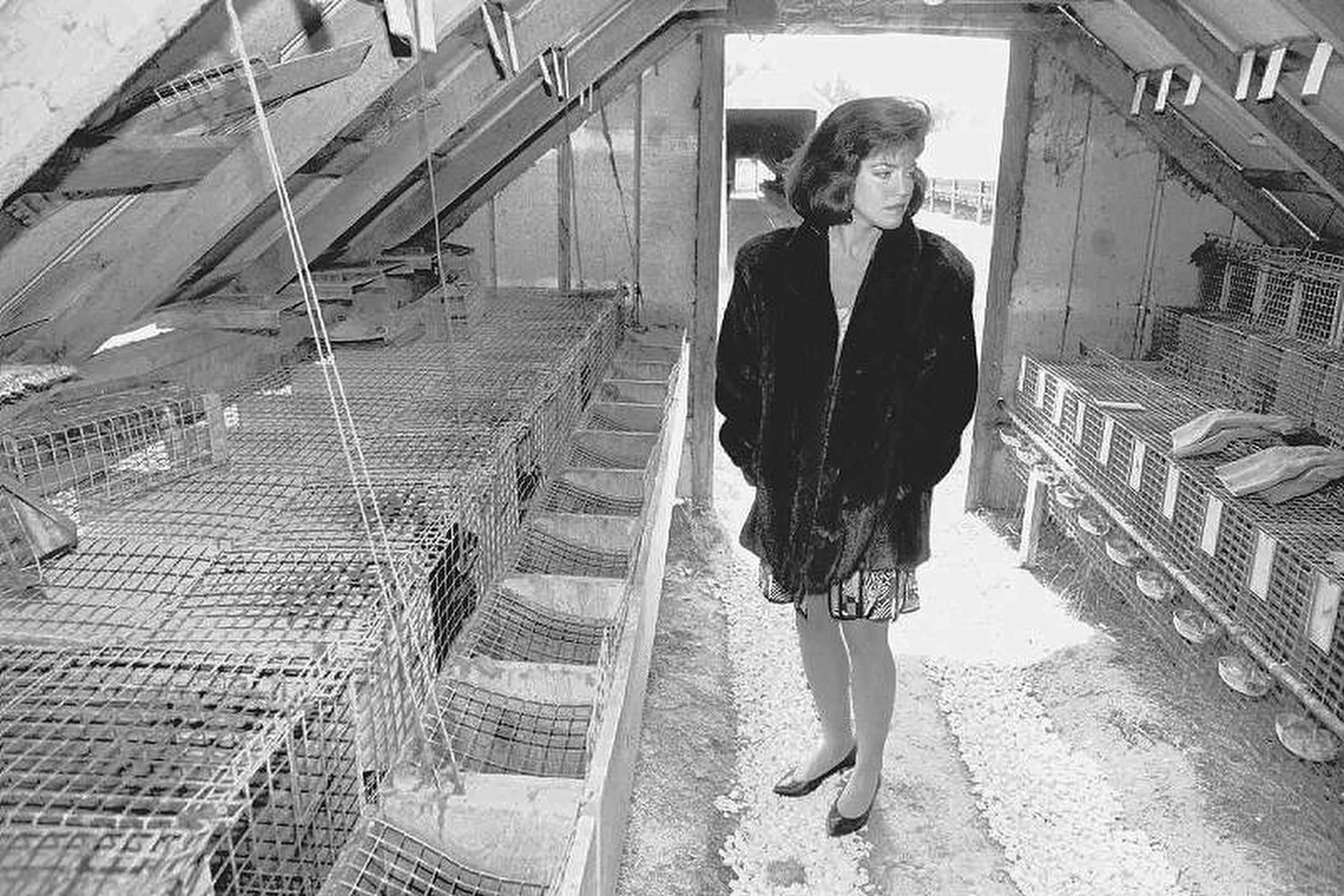 The American mink farmed and in the wild - oregonlive.com