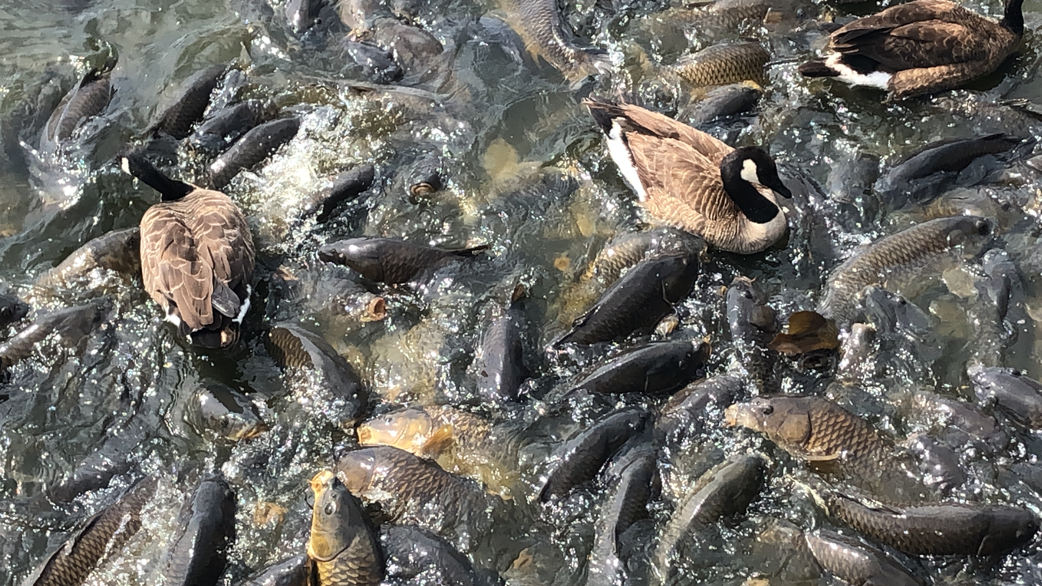 Pymatuning Spillway - cleveland.com