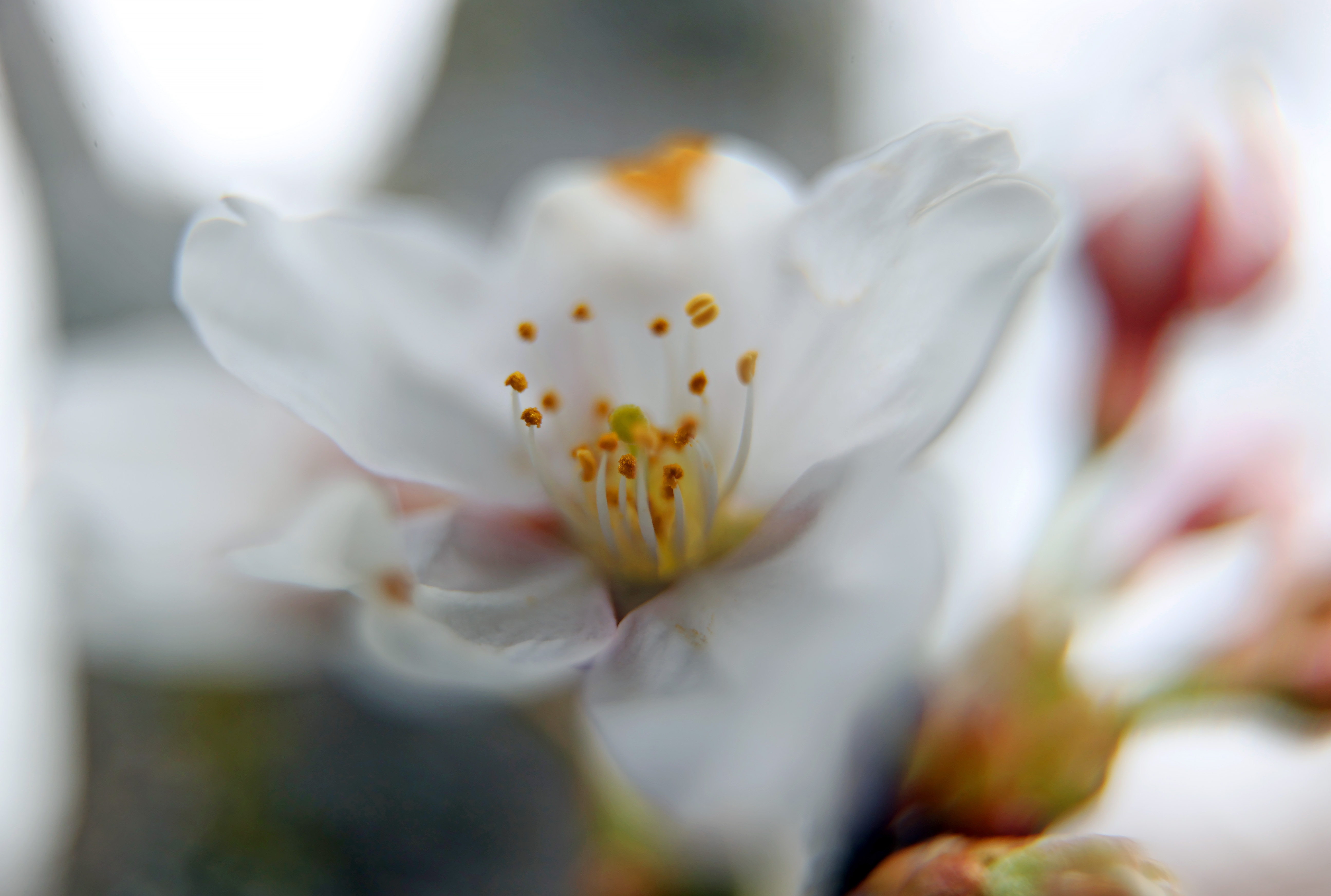 Spring continues to emerge in Northeast Ohio, March 26, 2024 ...