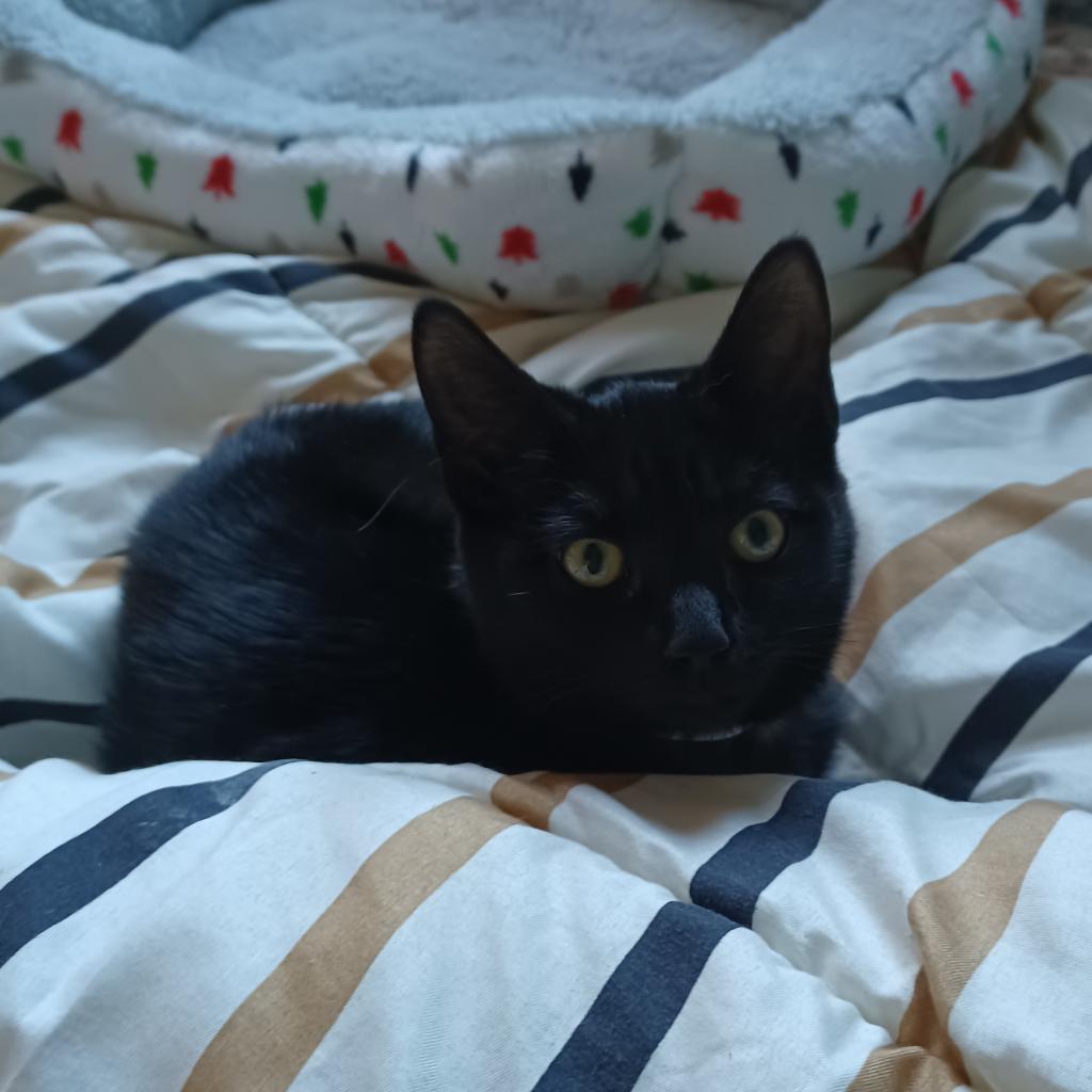 Burr... It's cold outside! Snuggle up with an adoptable pet: Jan 8-9 ...