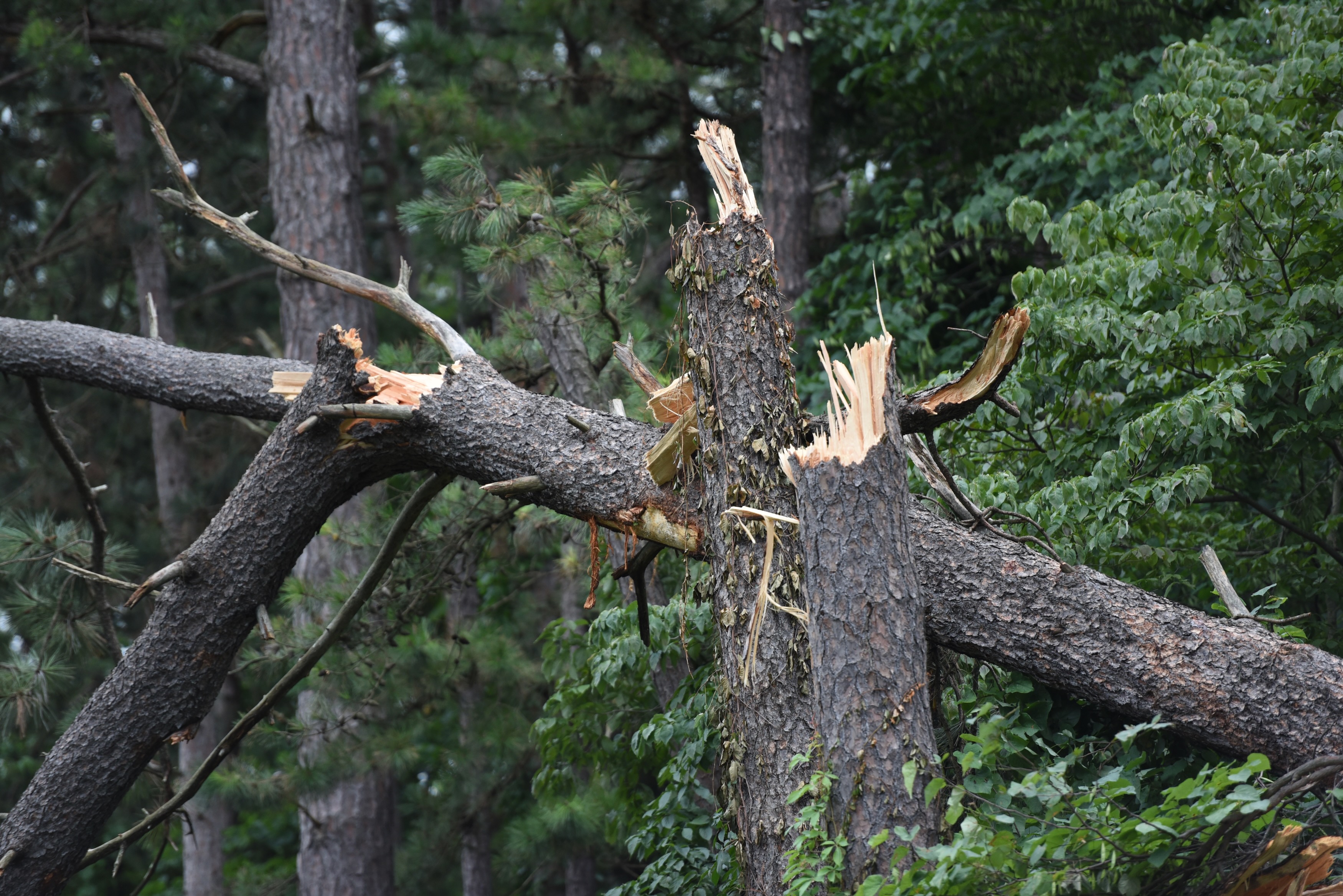 Storm topples trees in Nichols Arboretum in Ann Arbor - mlive.com